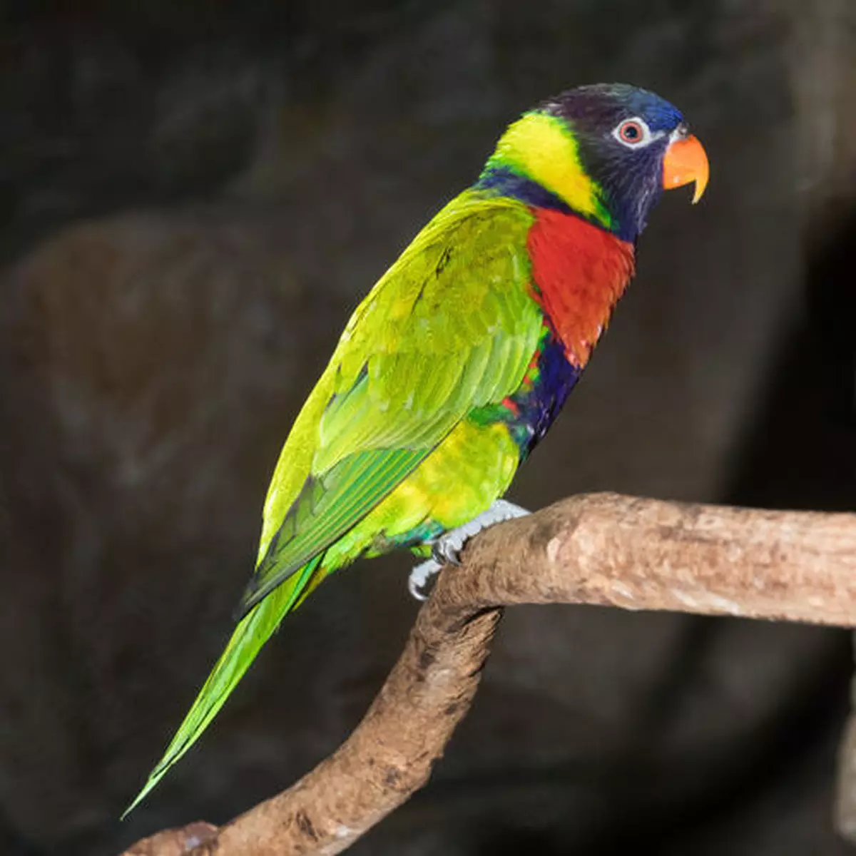 Coloración de los animales