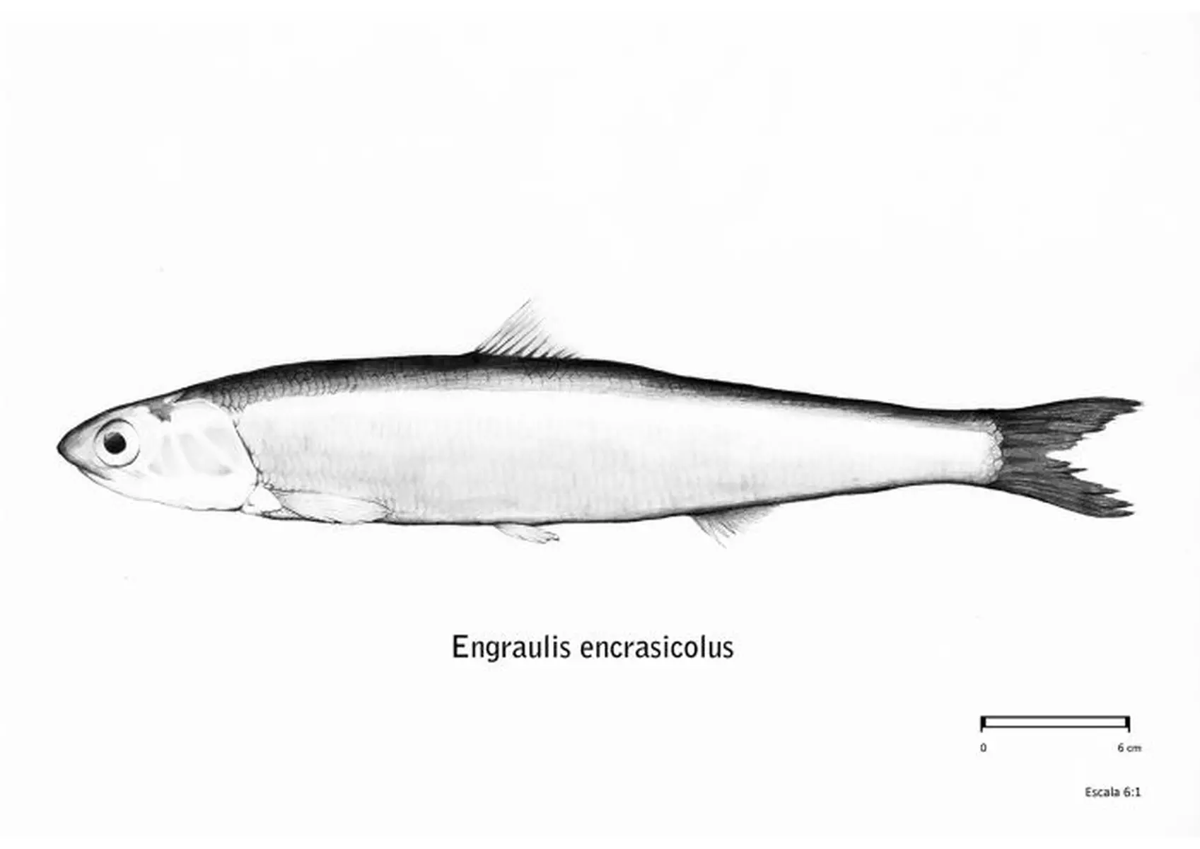 Significado de «boquerón»