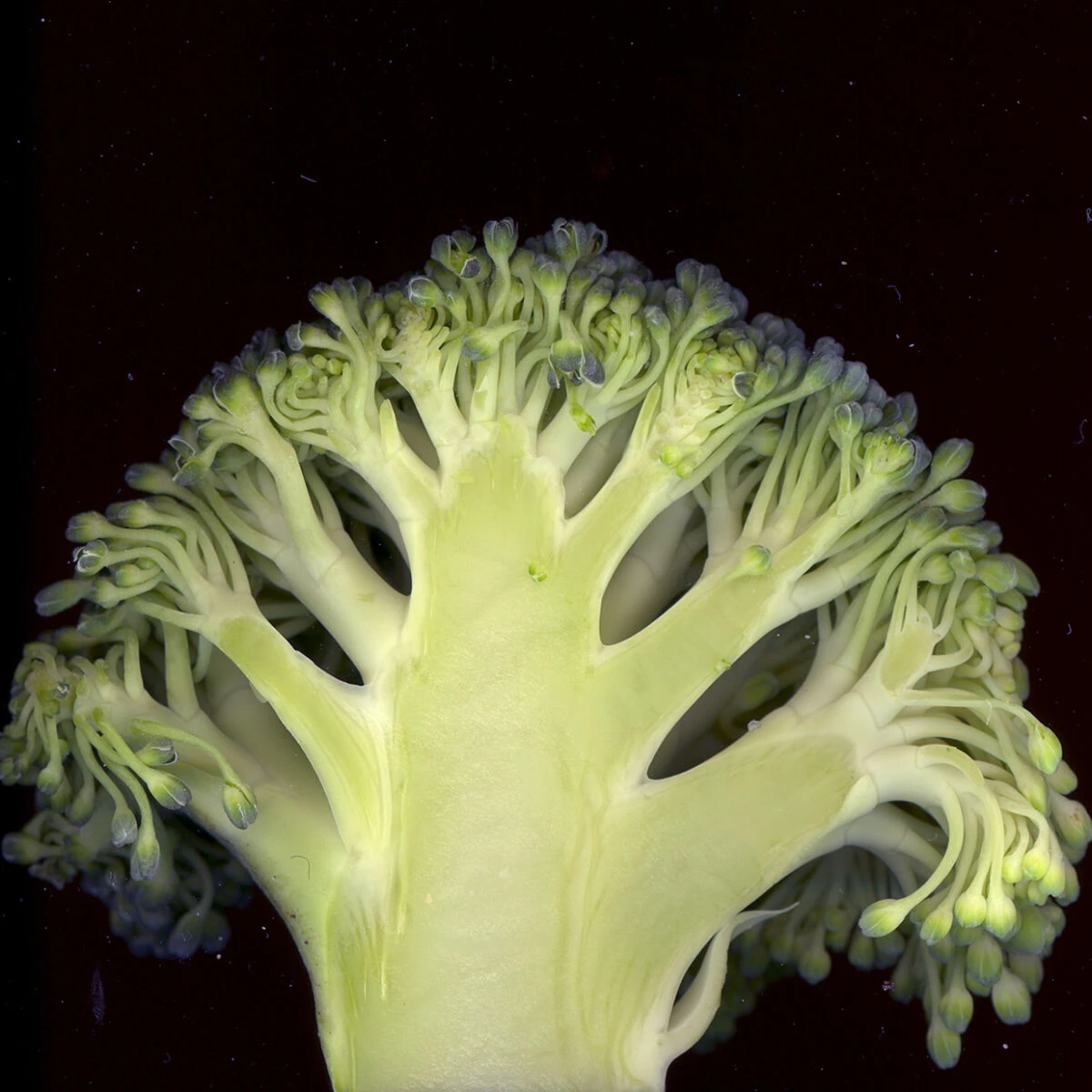 Significado de «brócoli»