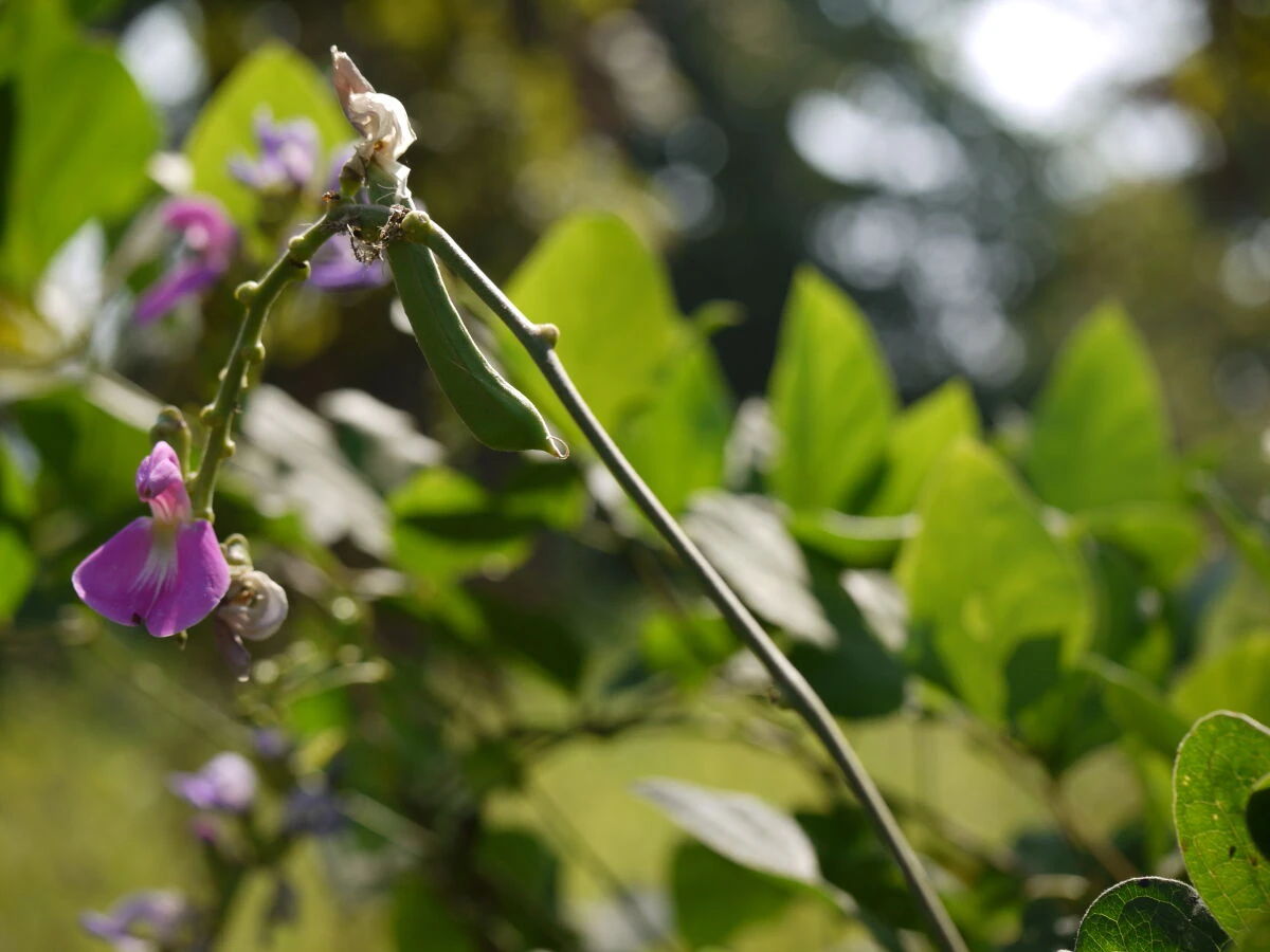 Significado de «cayabo»