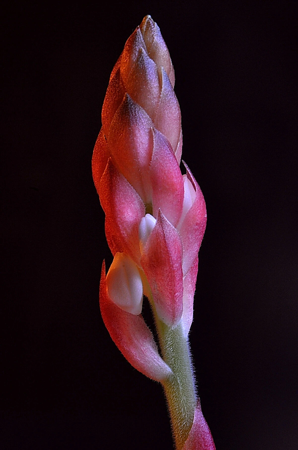 Significado de «capullo»