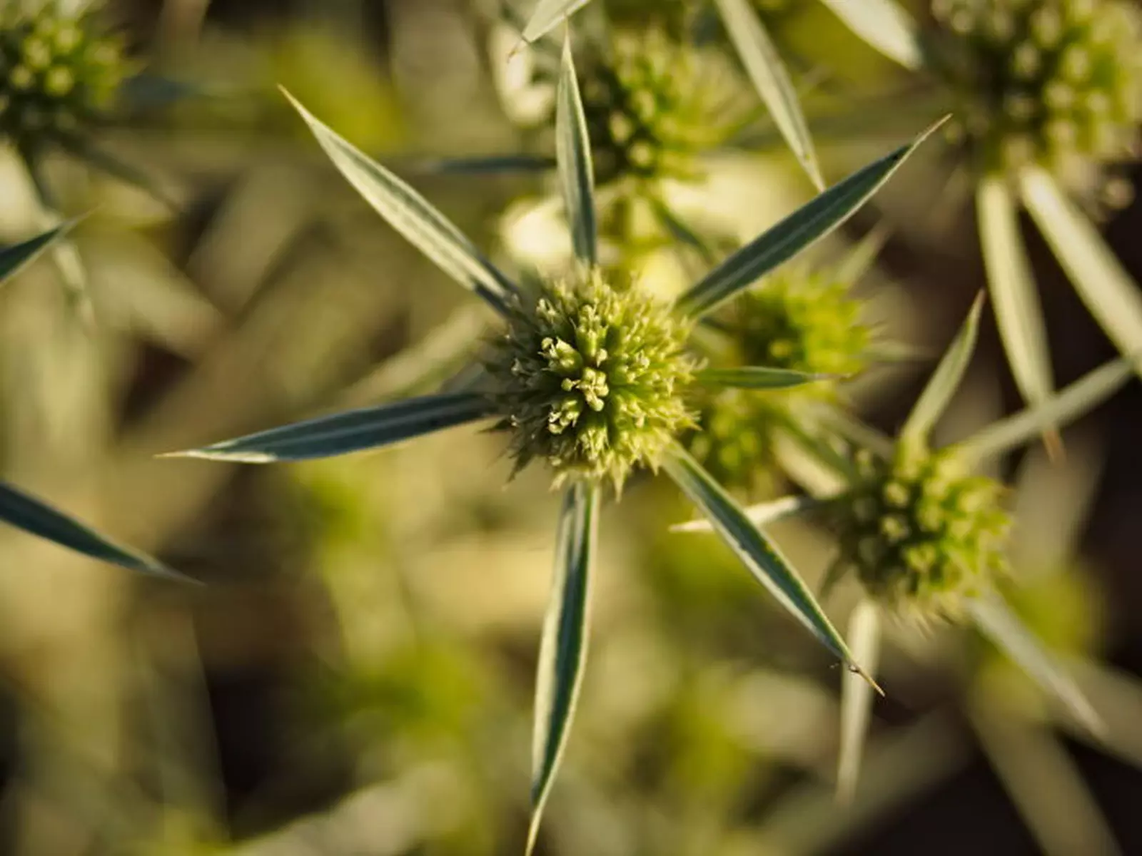 Significado de «cardo corredor»