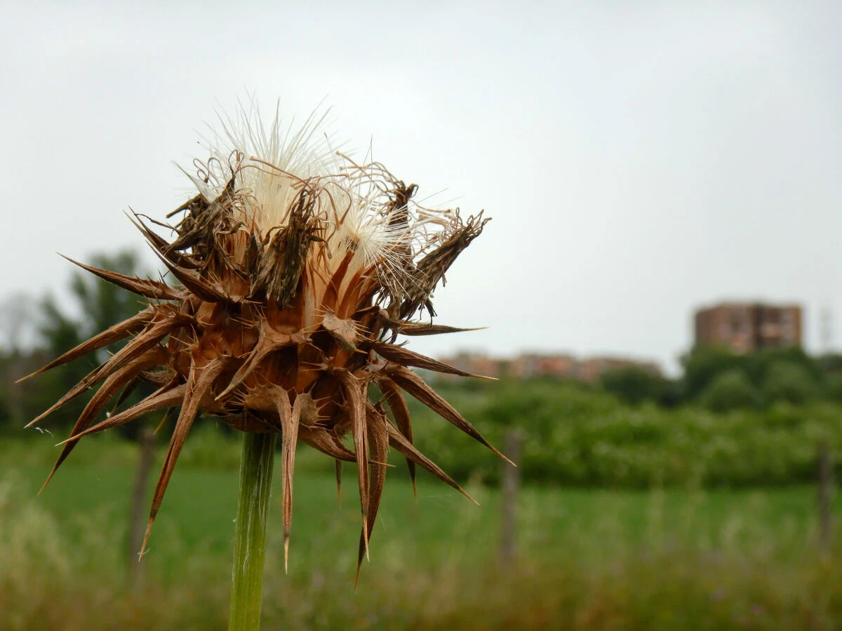 Significado de «cardizal»