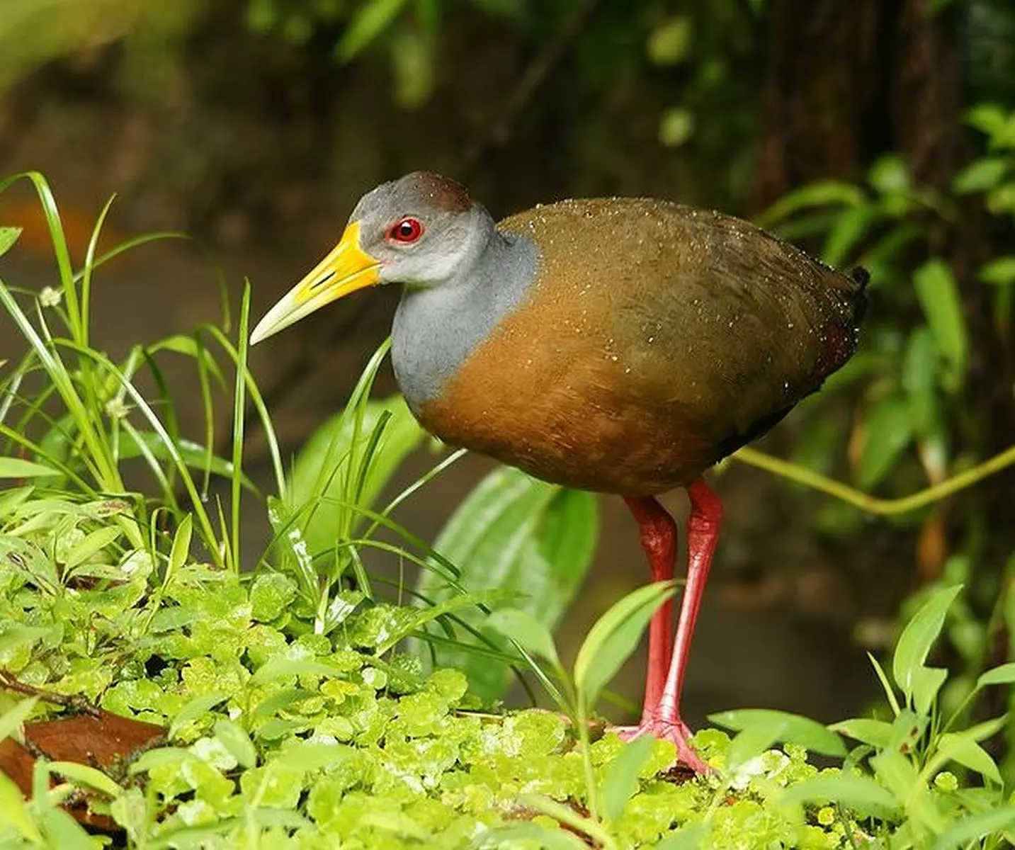 Significado de «chilacoa»