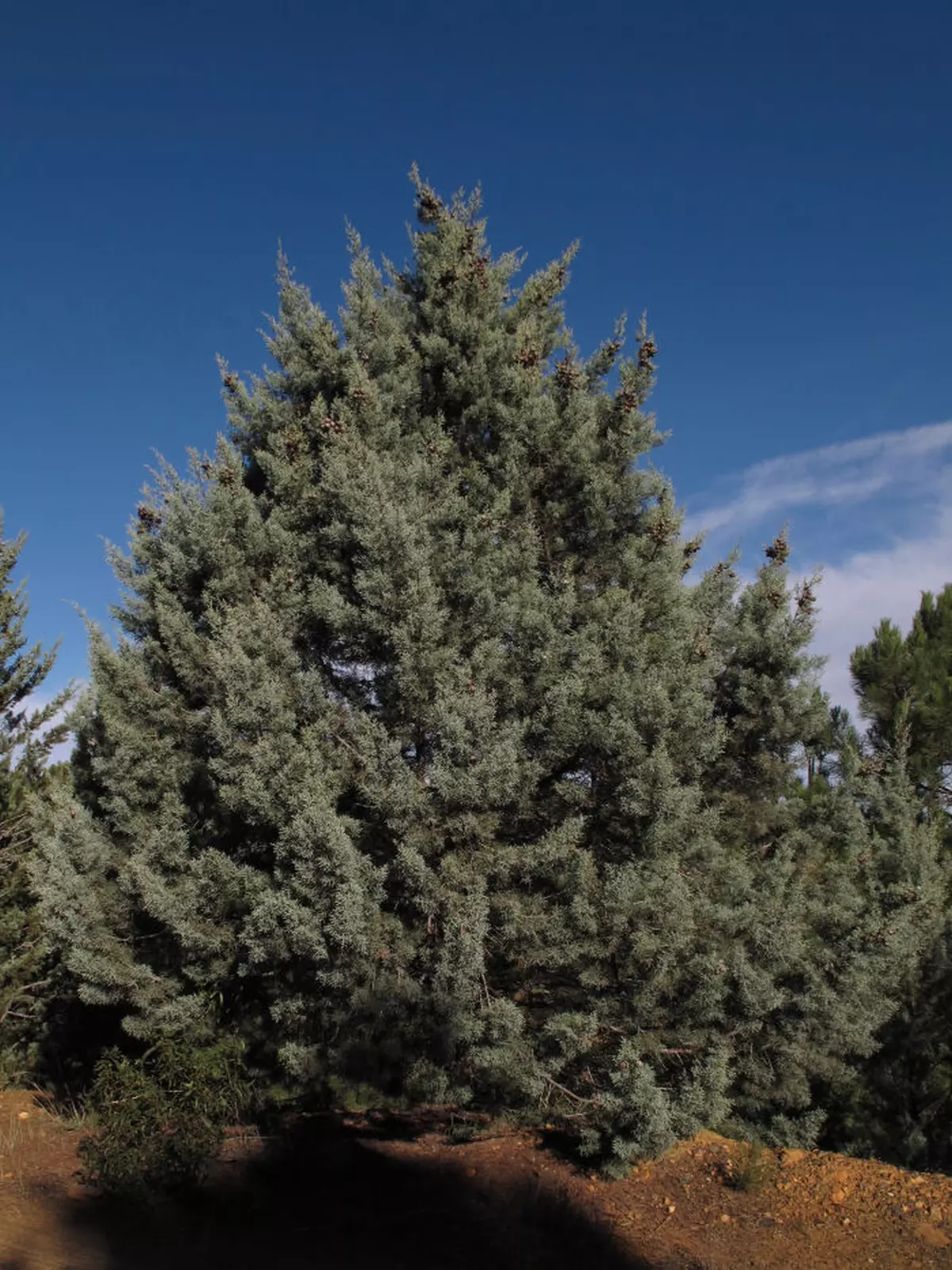 Significado de «ciprés»