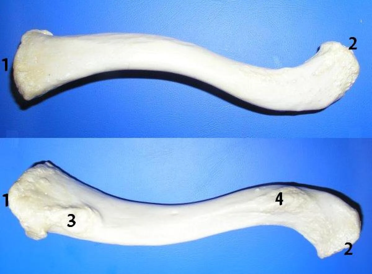 Significado de «clavícula»