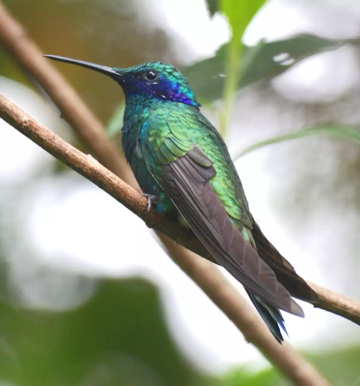 Significado de «rutilante»