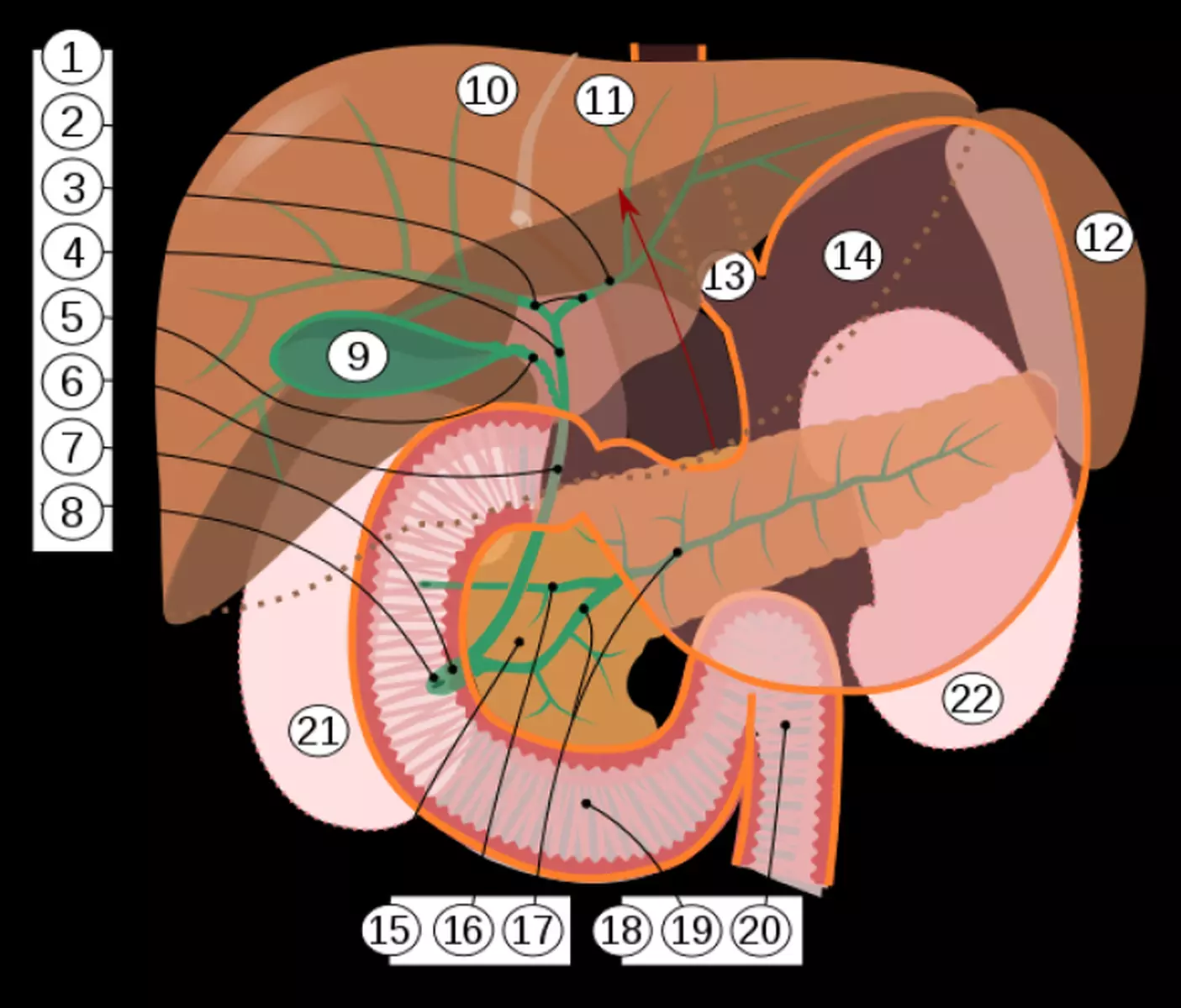 Significado de «conducto cístico»
