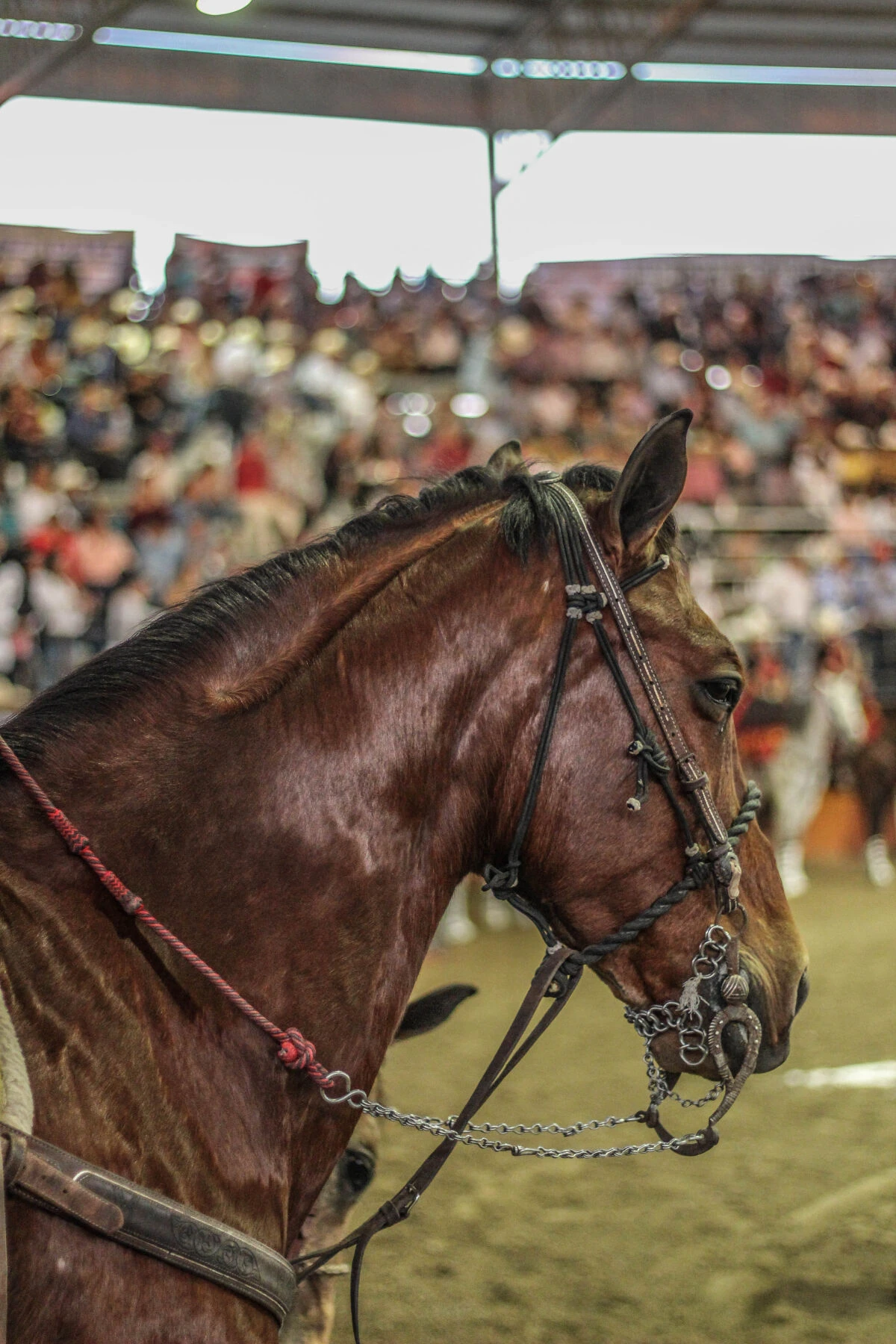 Significado de «corcel»