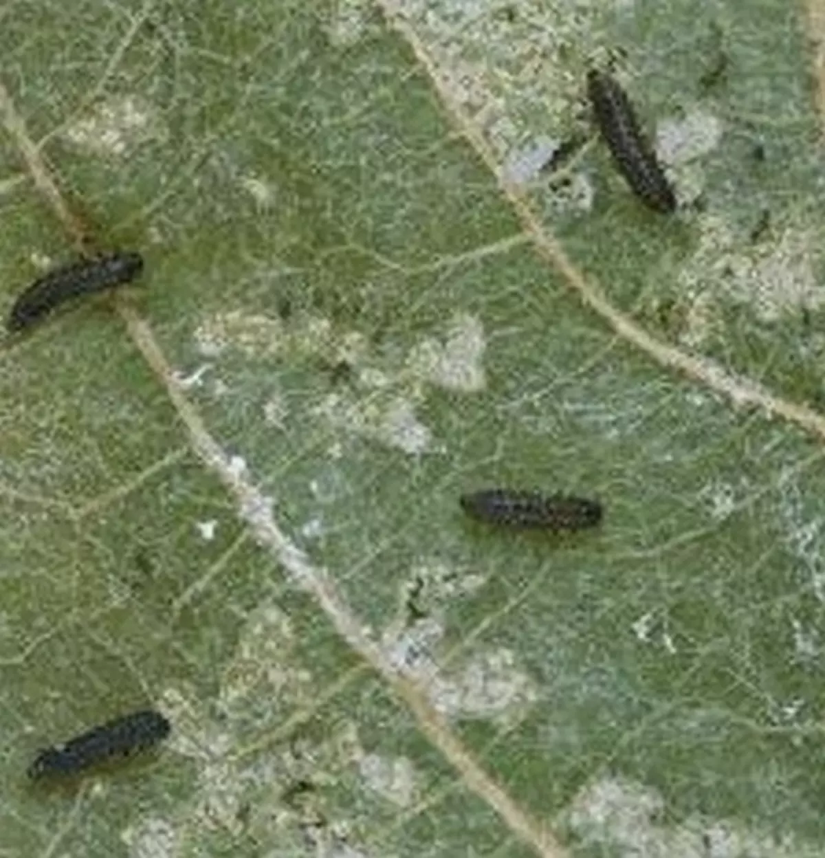 Significado de «corocha (larva)»
