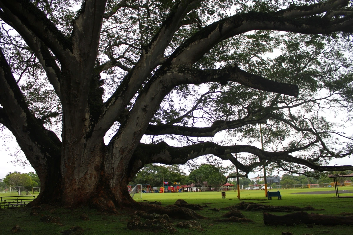 Significado de «corotú»