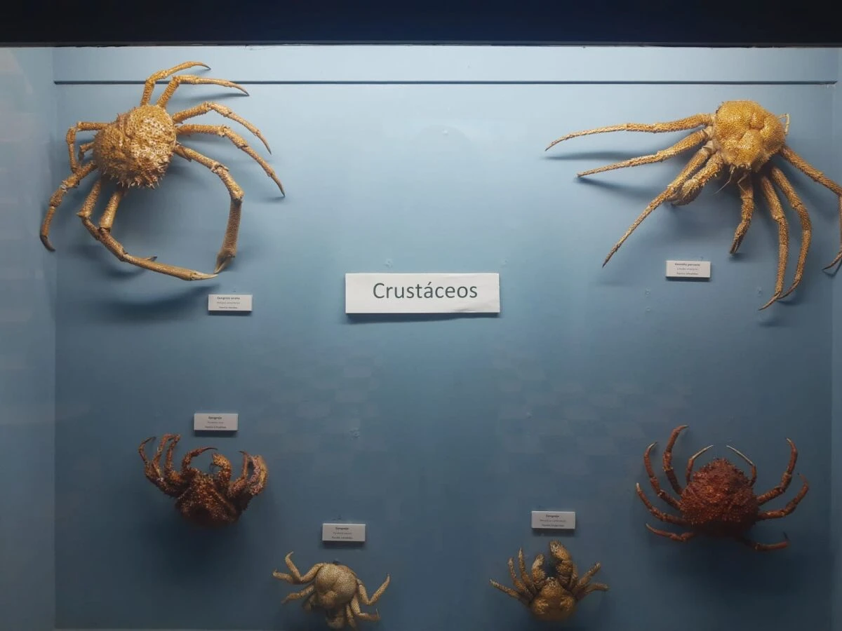 Significado de «crustáceo (crustácea)»