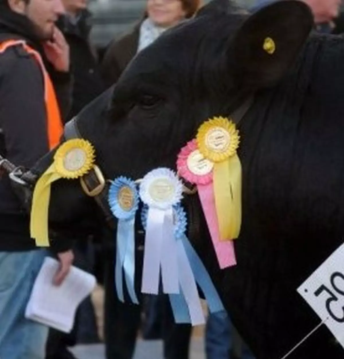 Significado de «cucarda»