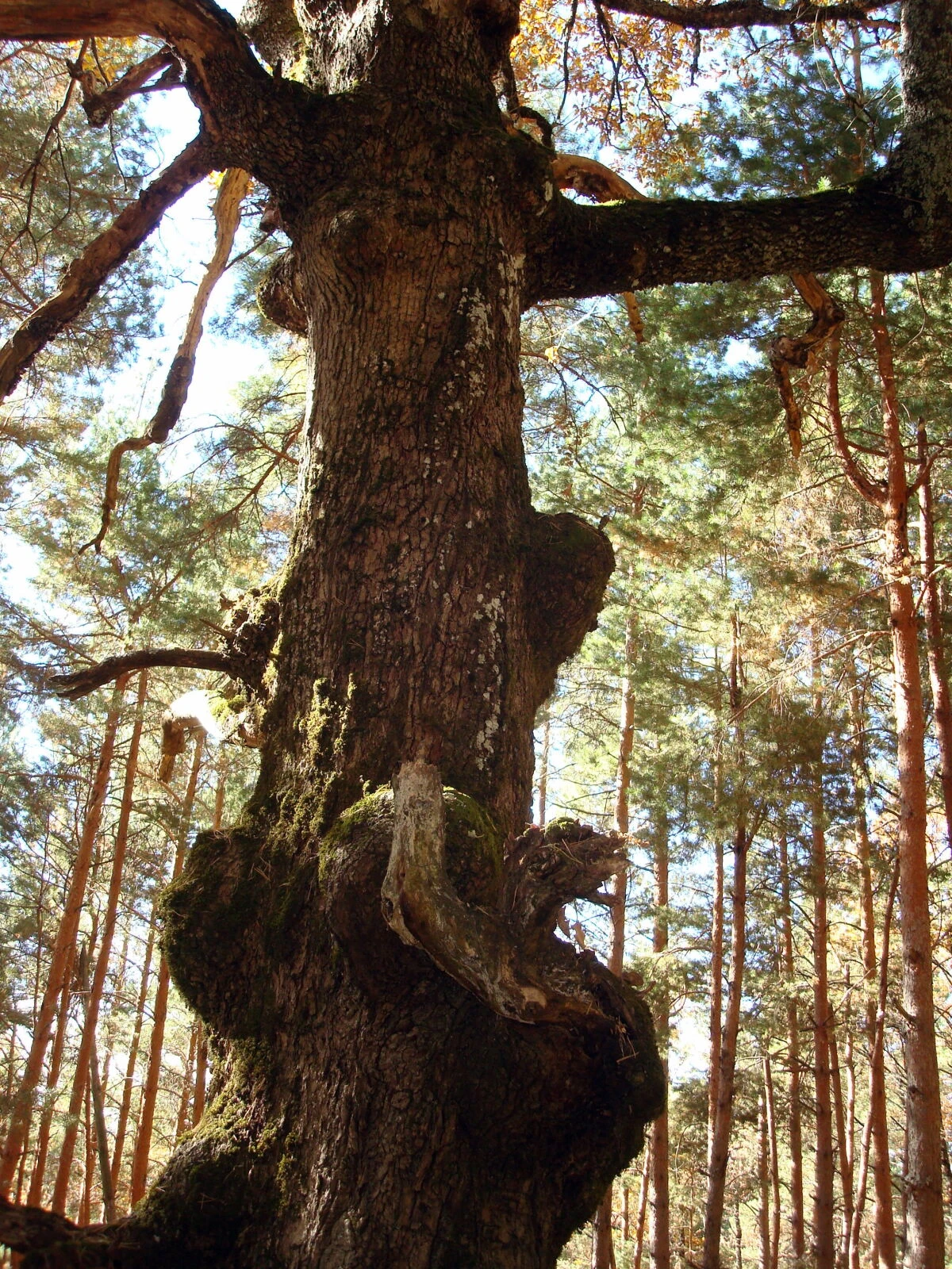 Significado de «driadas (ninfas griegas)»