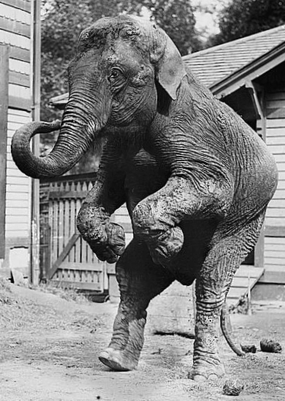 Significado de «rugoso (rugosa)»