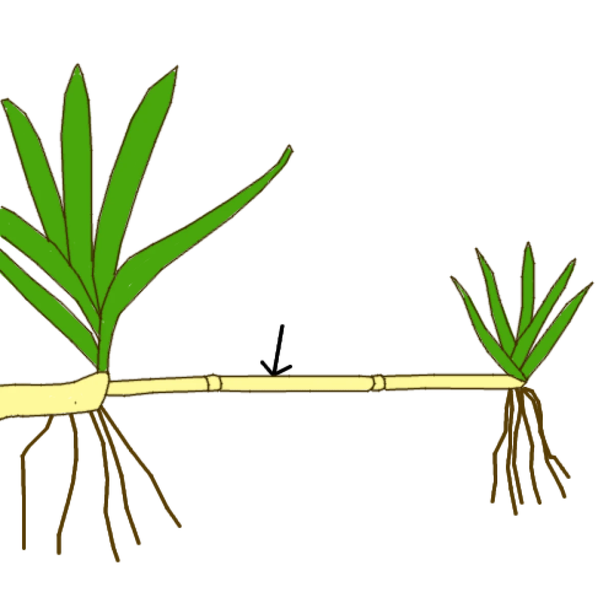 Significado de «estolón»