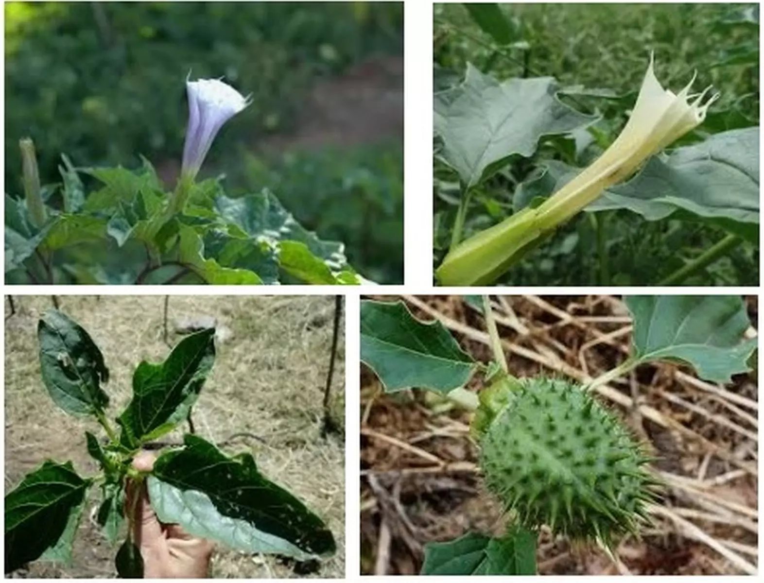 Significado de «tepate (tempacte)»