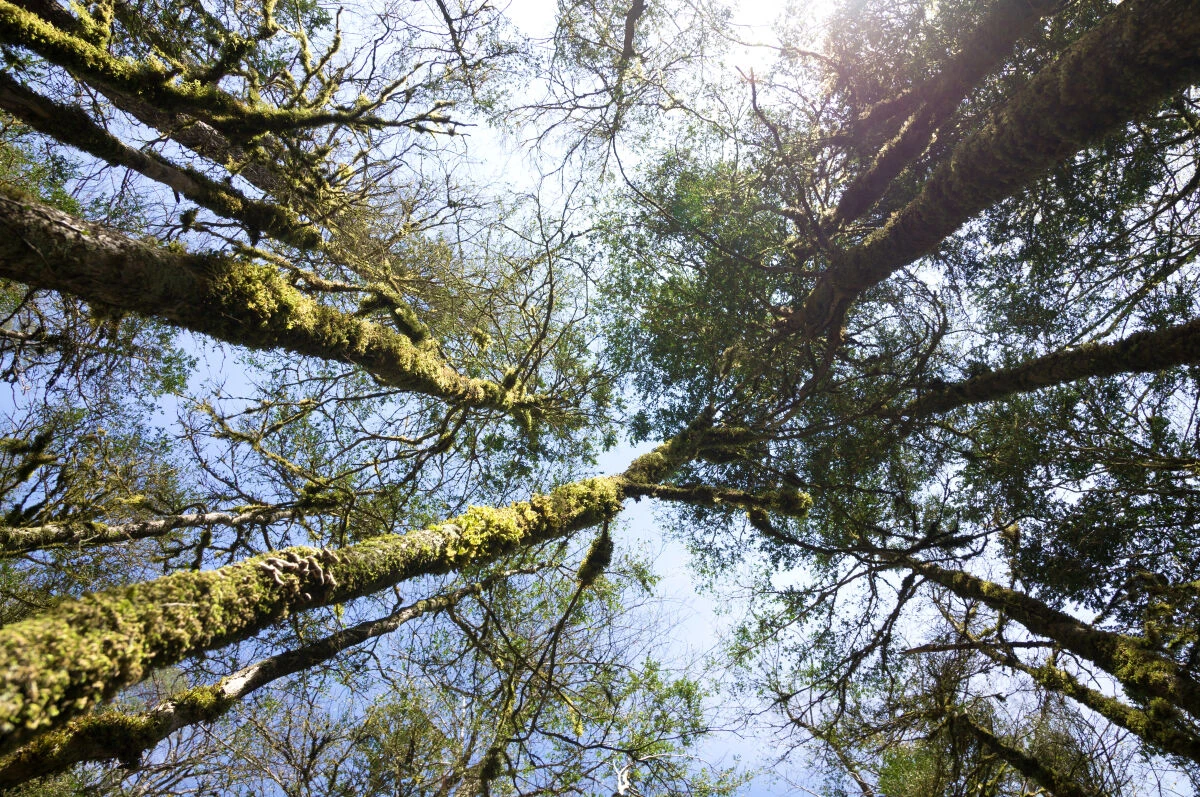 Significado de «dosel forestal»