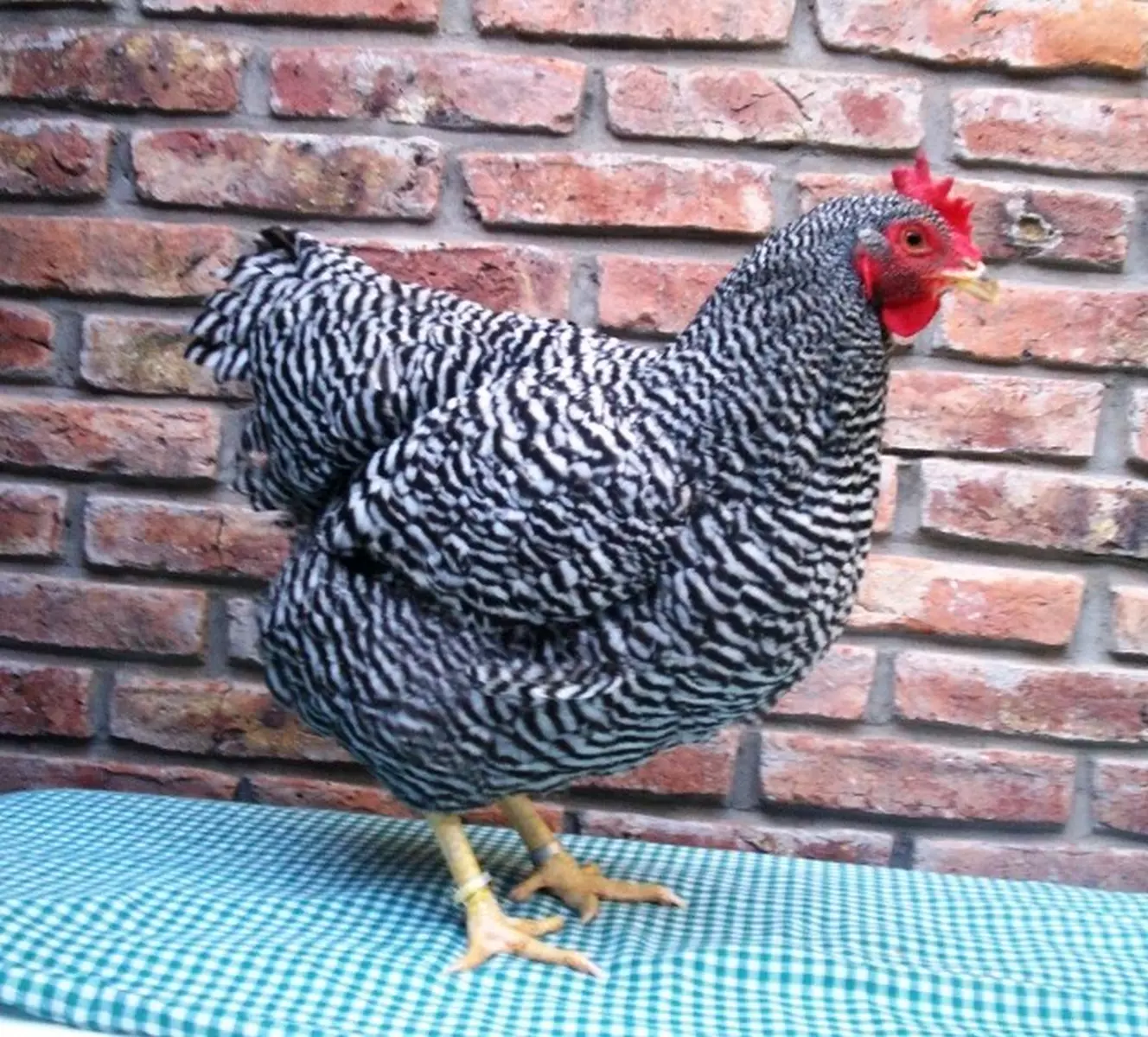 Significado de «bataraza»