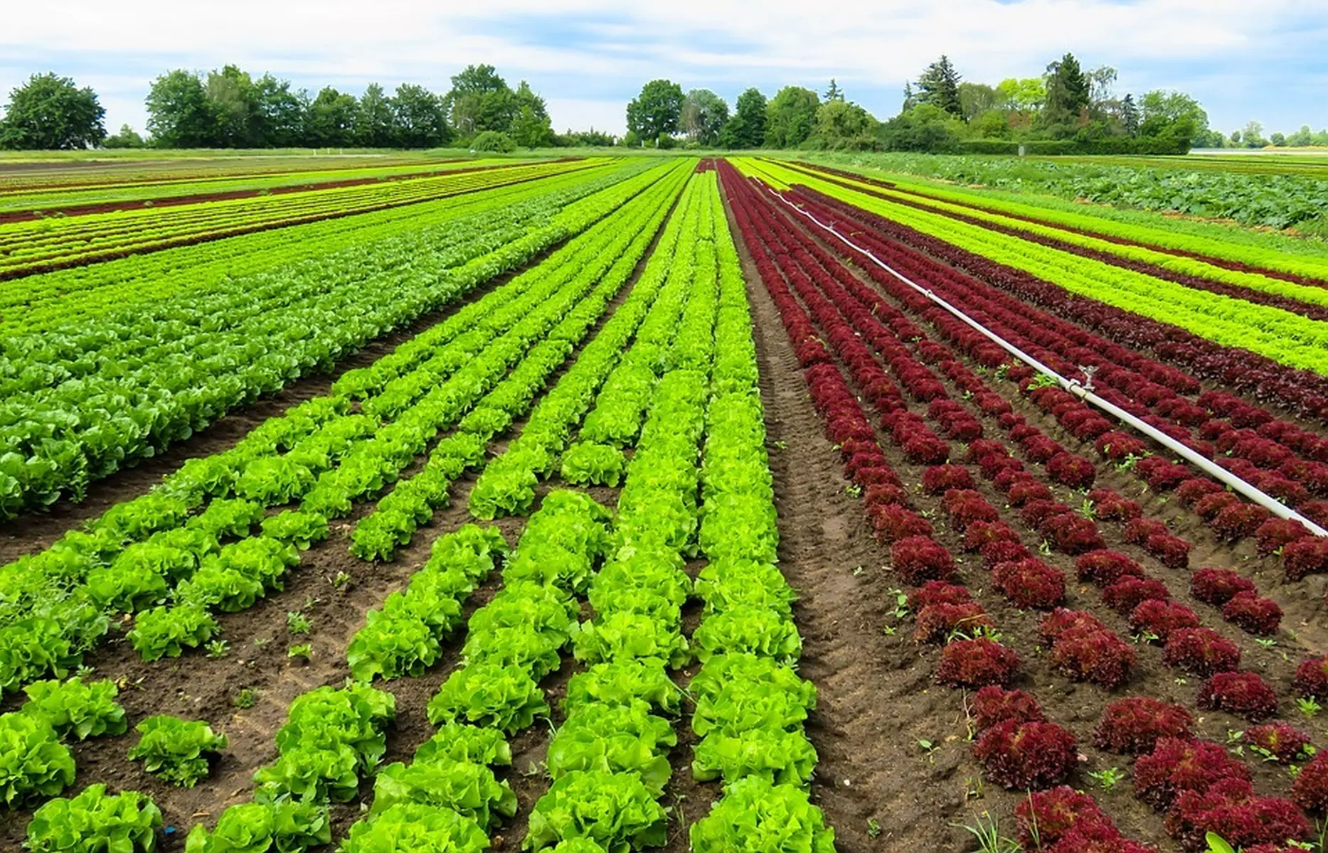 Significado de «geopónica»