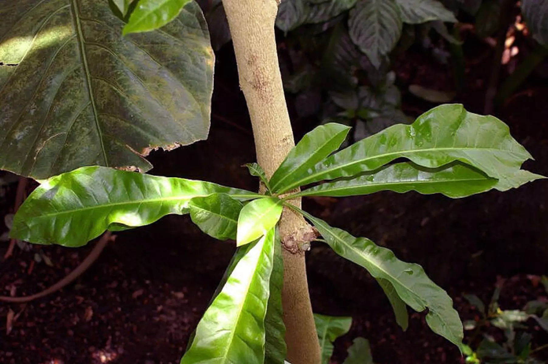 Significado de «guacal»