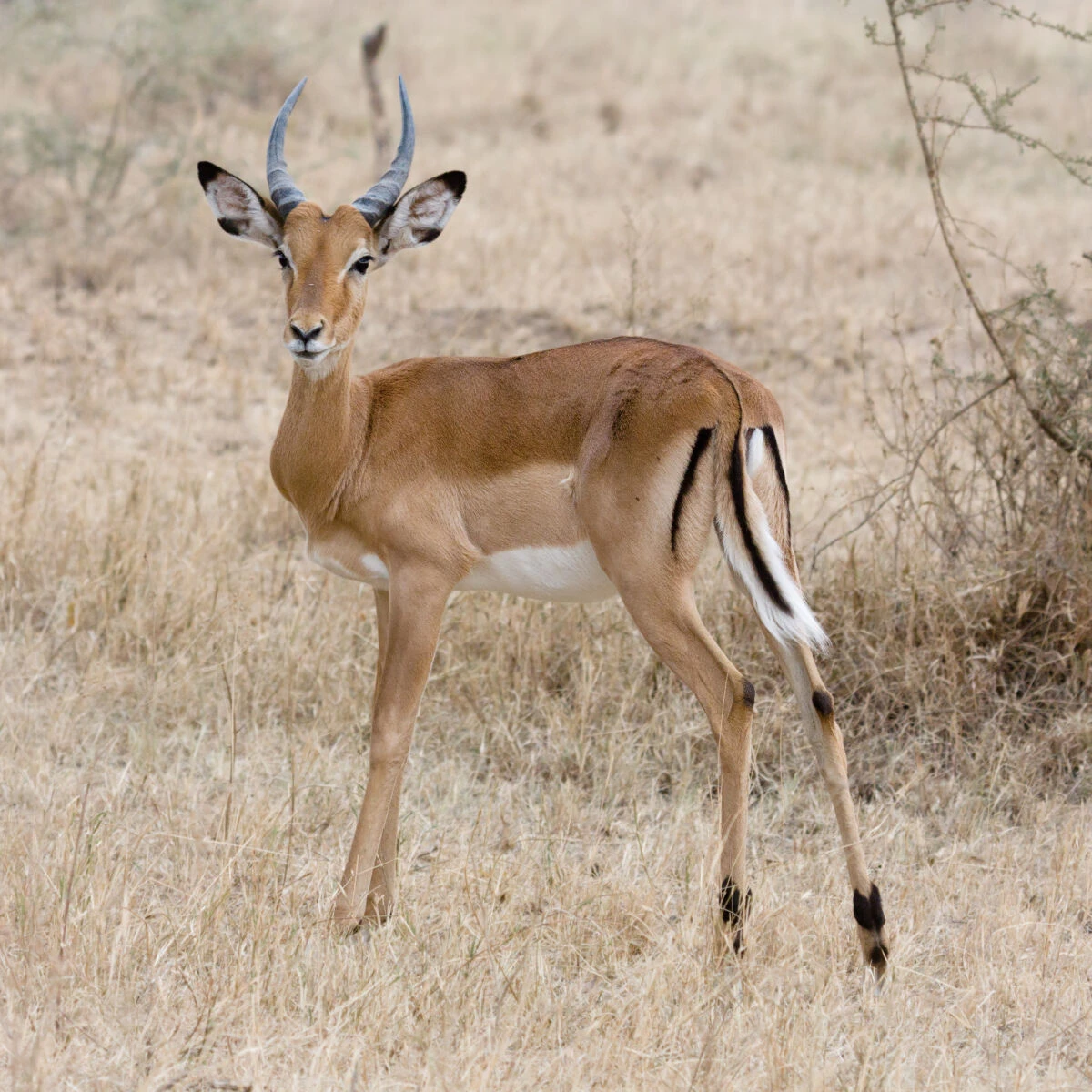 Significado de «impala»