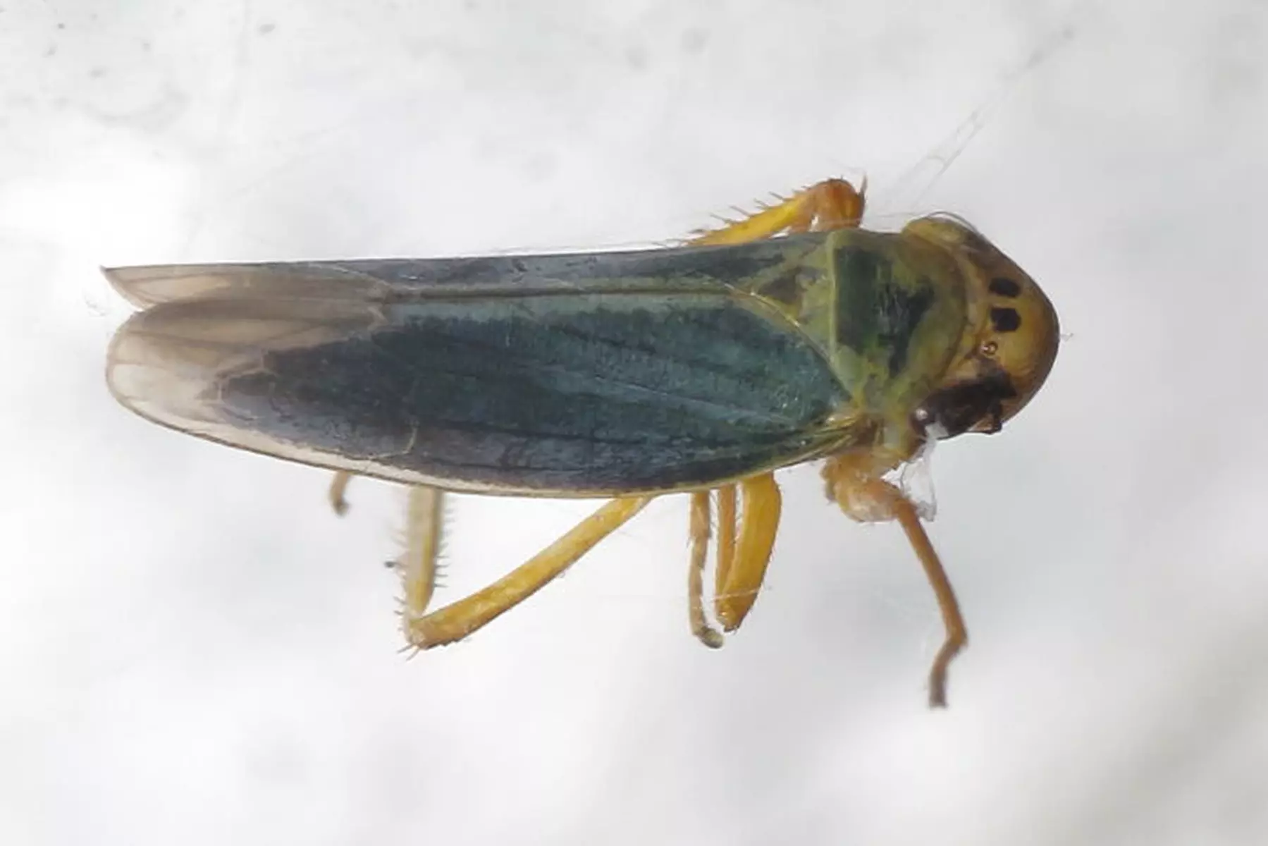 Significado de «insecto»