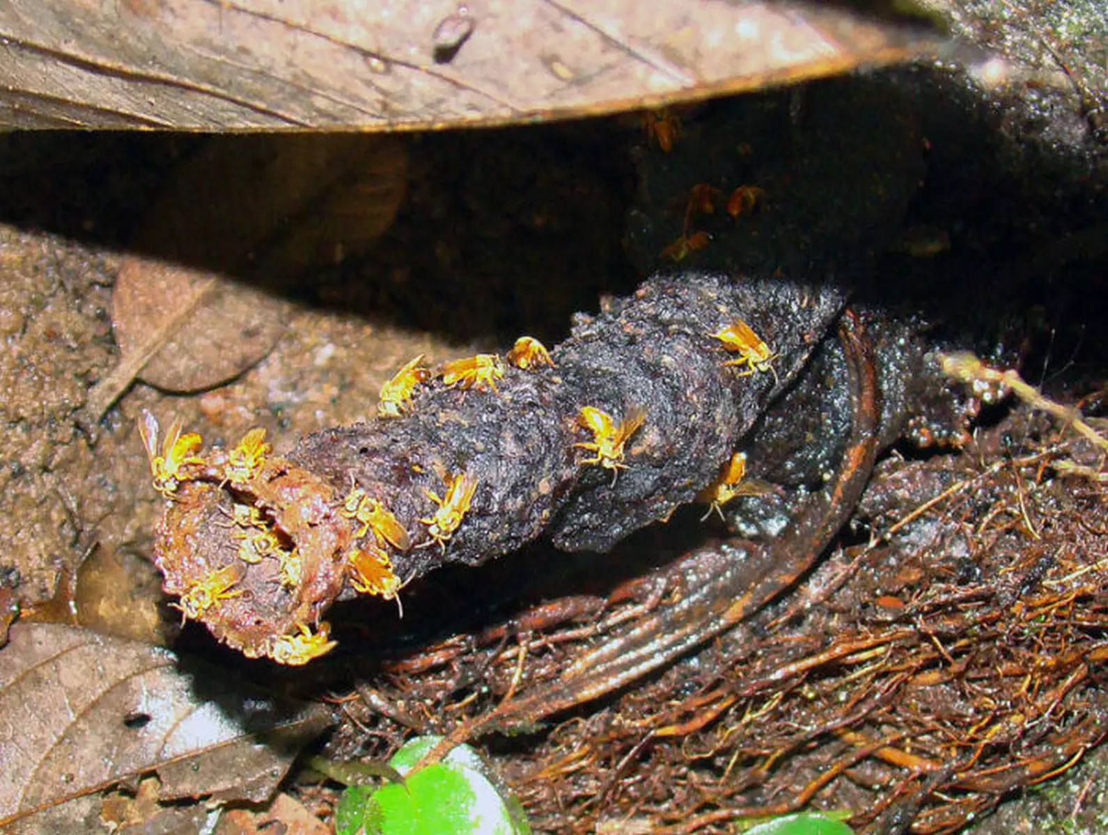 Significado de «jicote (jicota)»