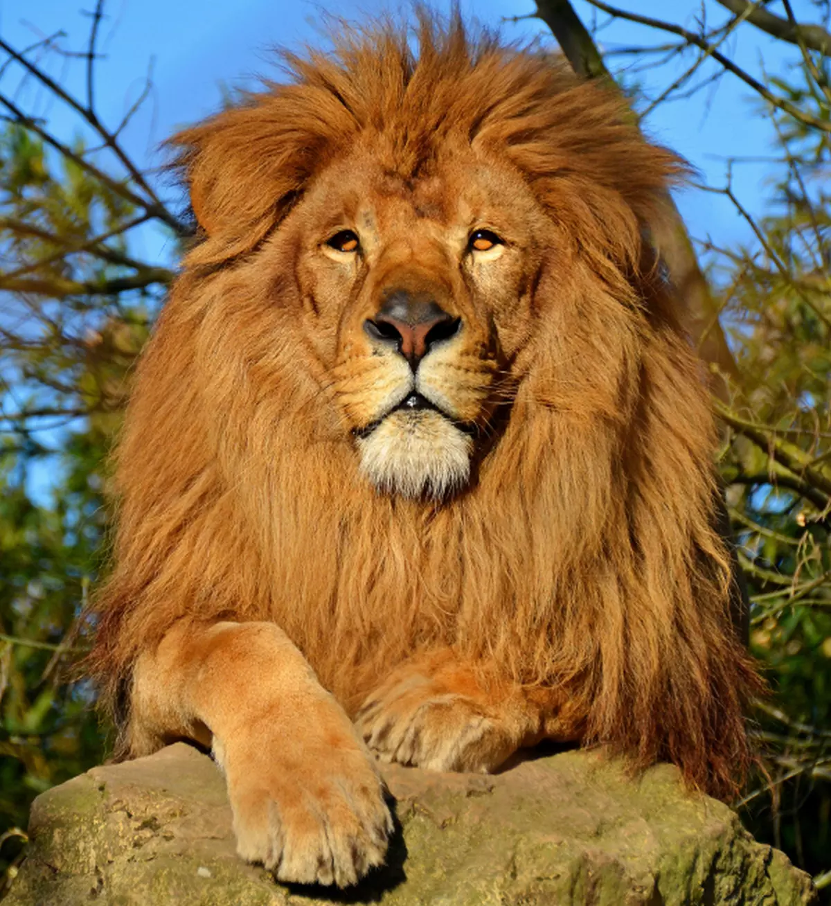 Significado de «leonado (leonada)»