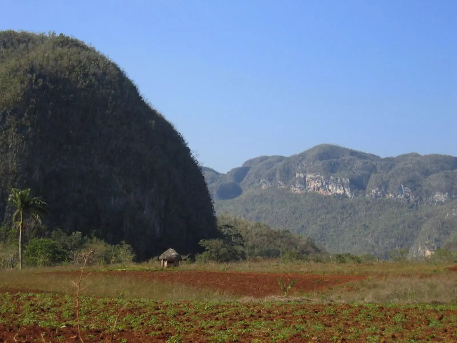 Significado de «mogote»