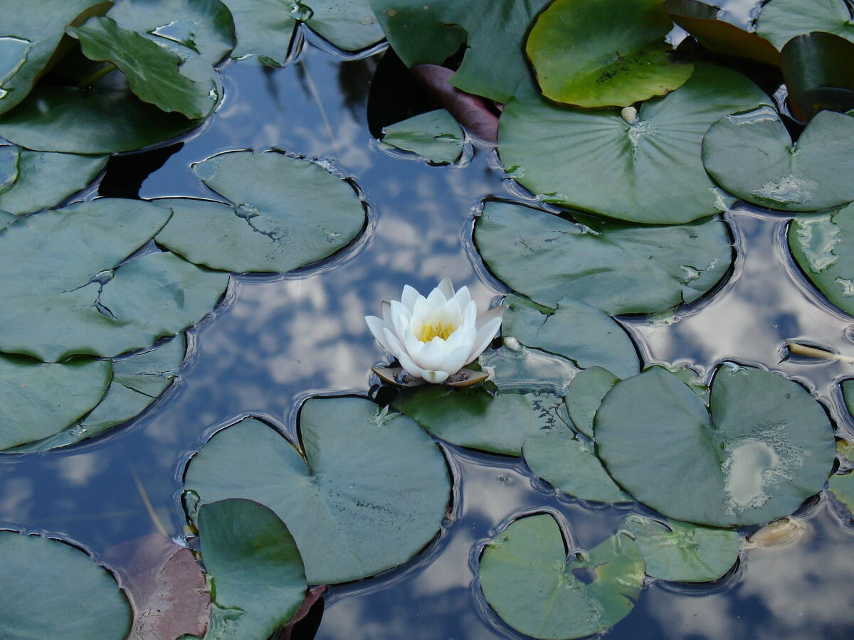 Significado de «hidrófilo (hidrófila)»