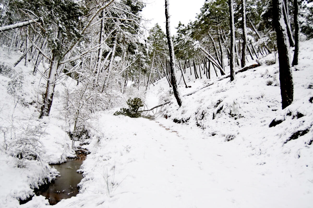 Significado de «nieve»