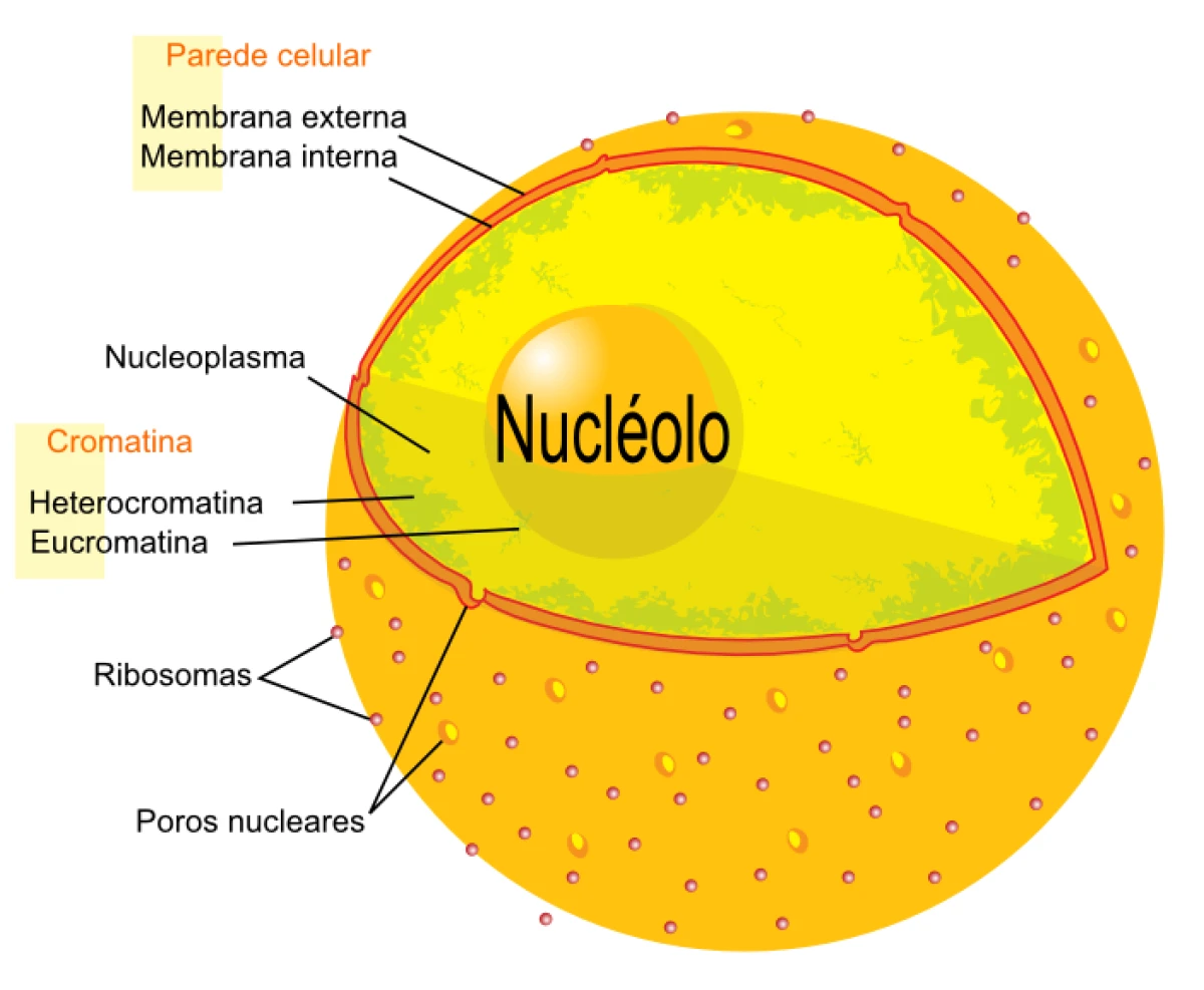 Significado de «nucléolo»