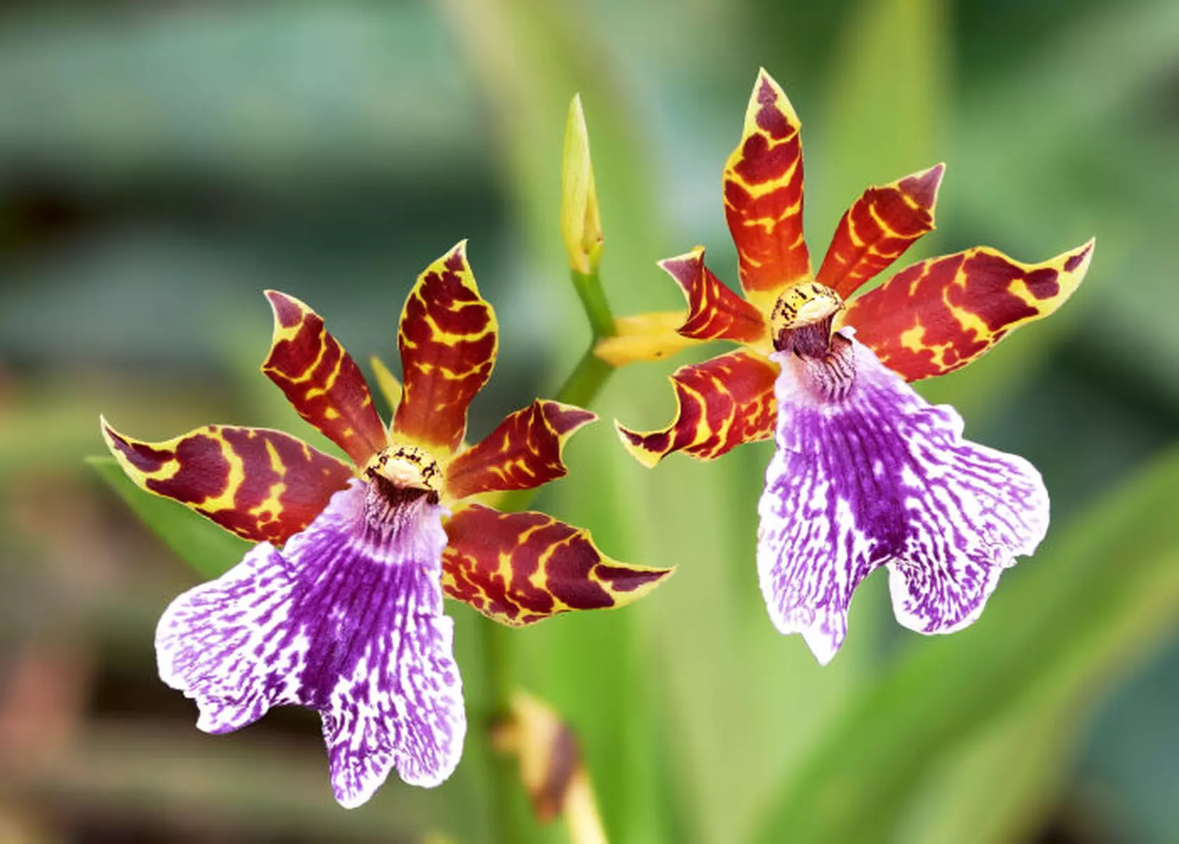 Significado de «orquídea»