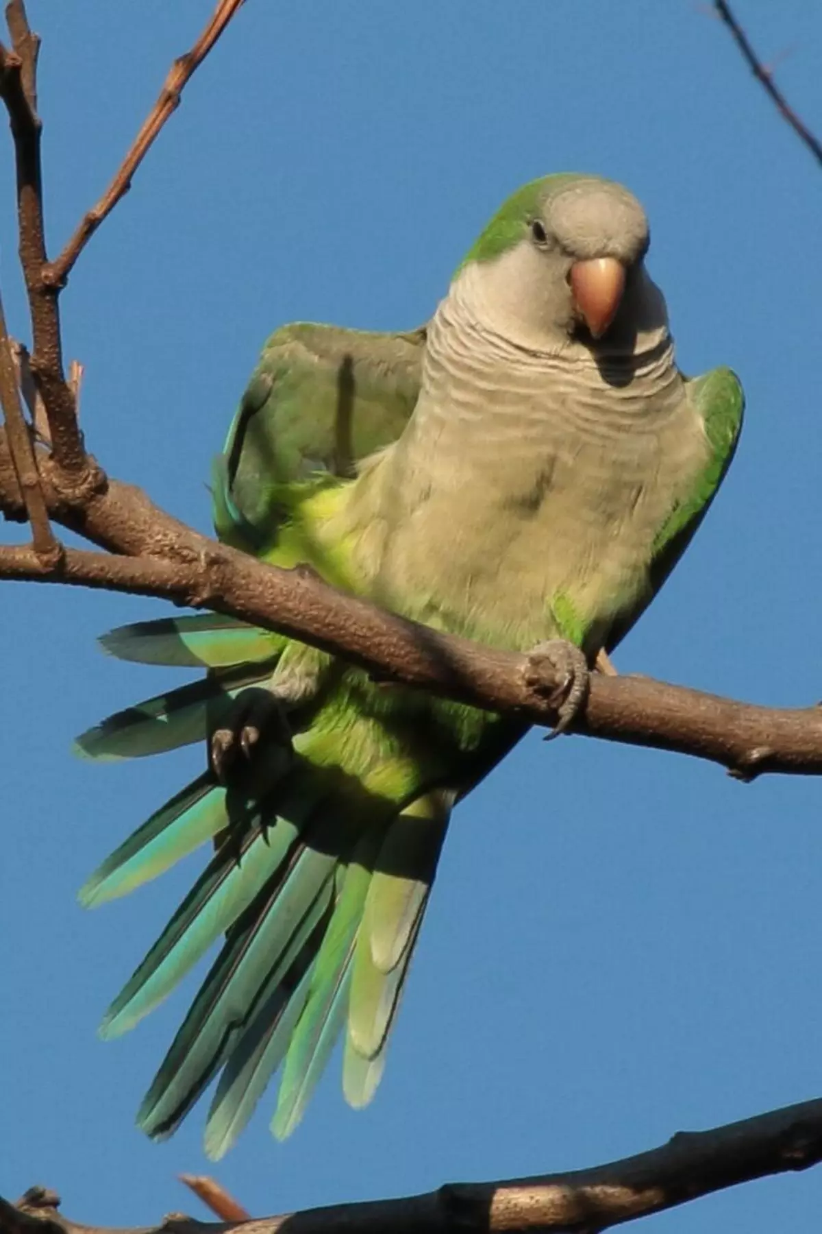 Significado de «pájaro»