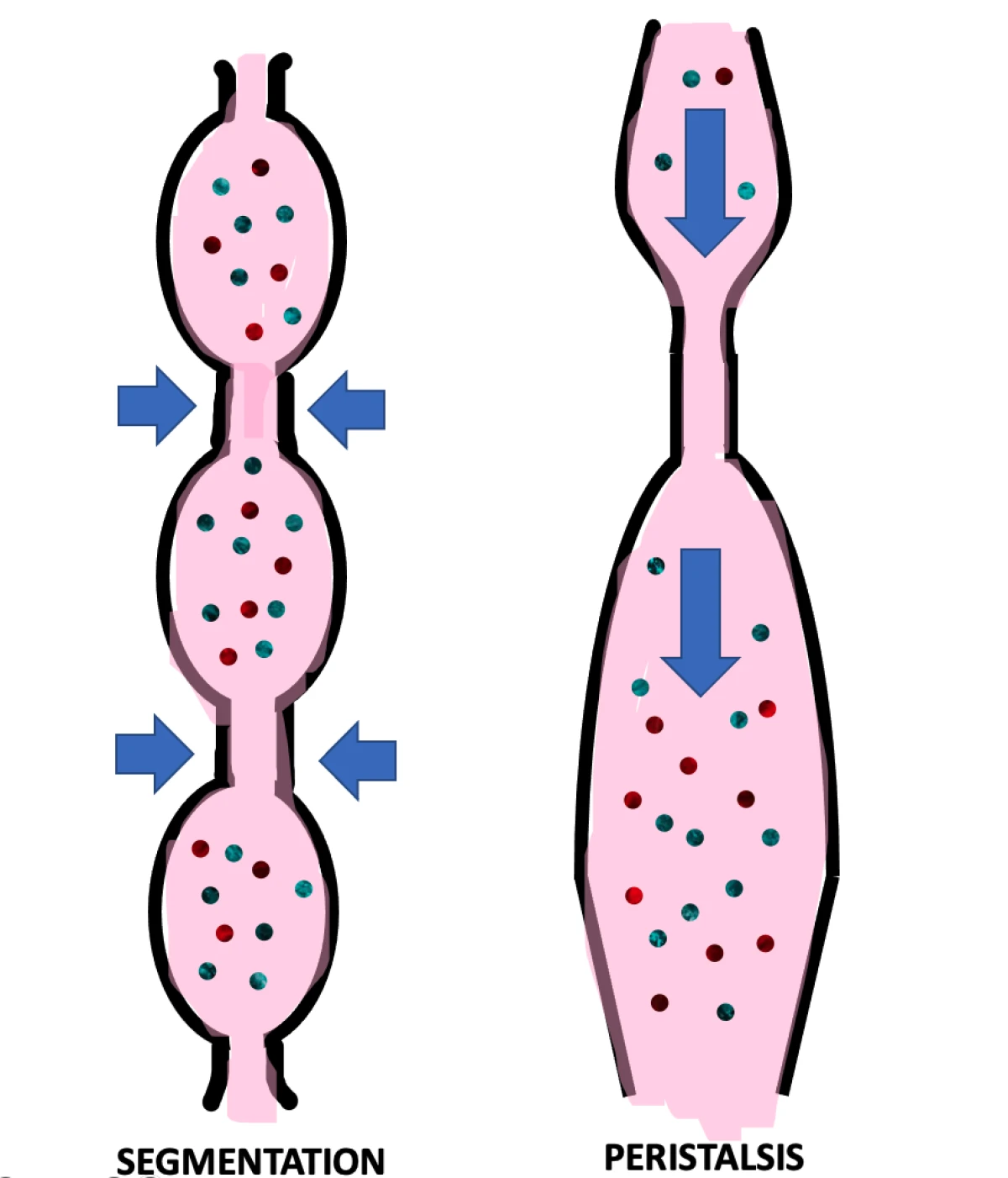 Significado de «peristalsis»