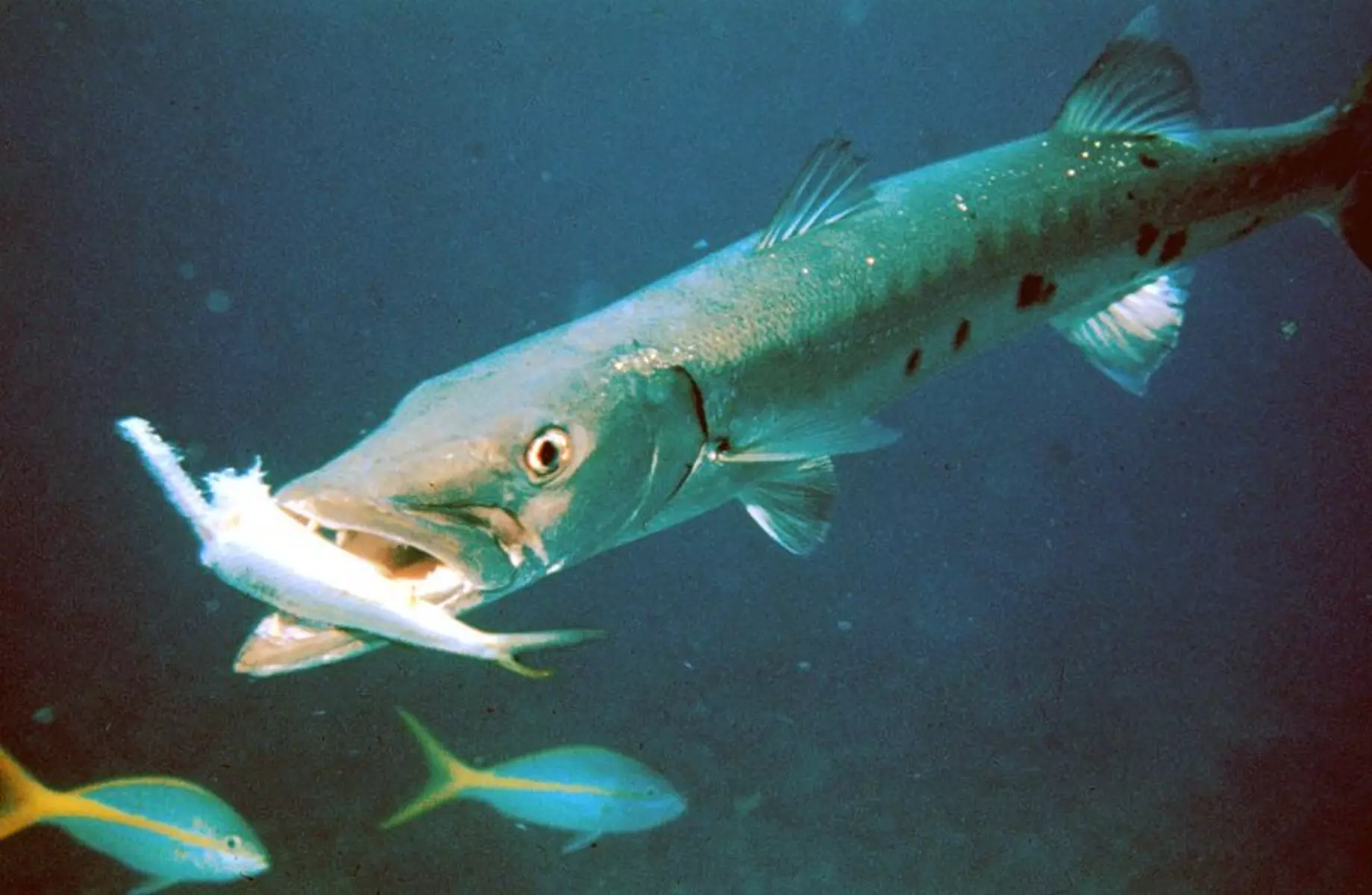 Significado de «picúa»