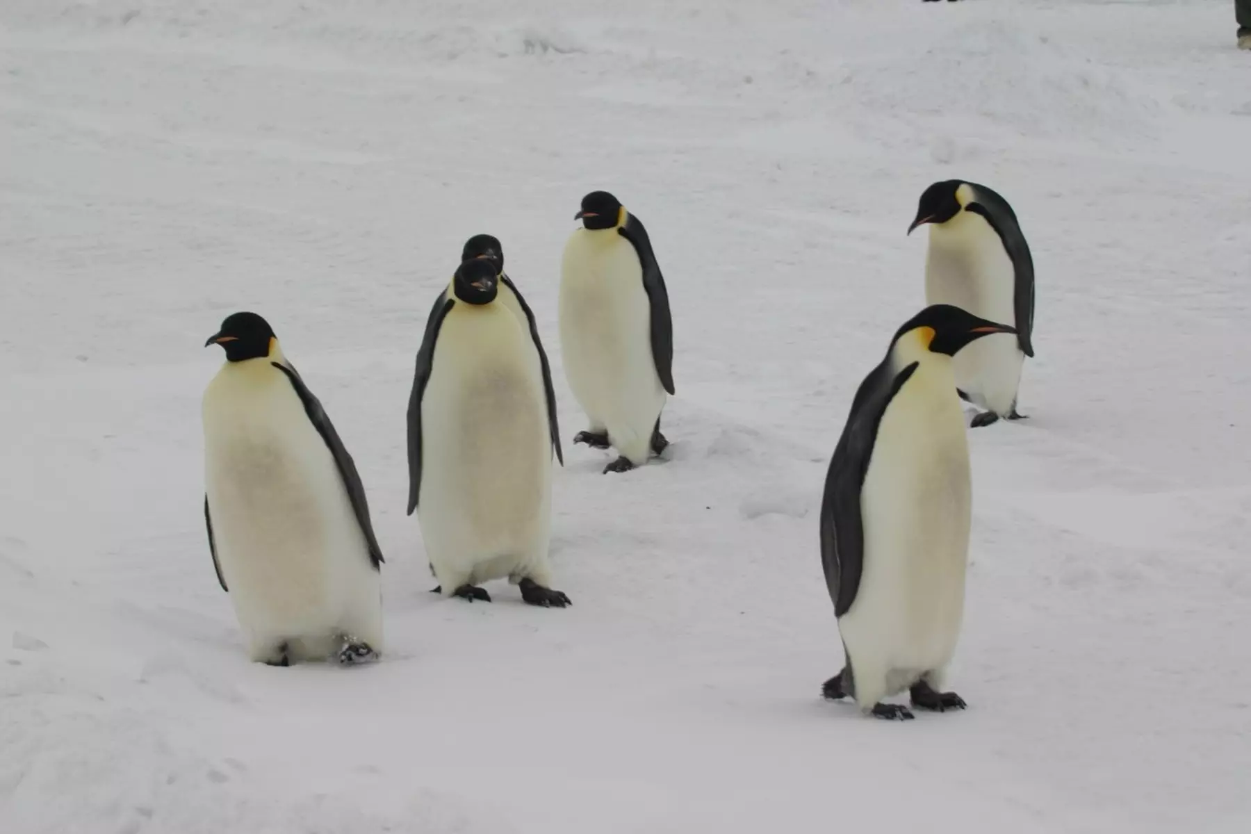 Significado de «homeotermo (homeoterma)»