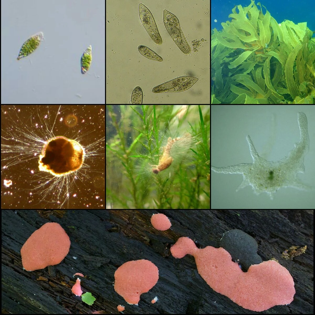 Significado de «protista»