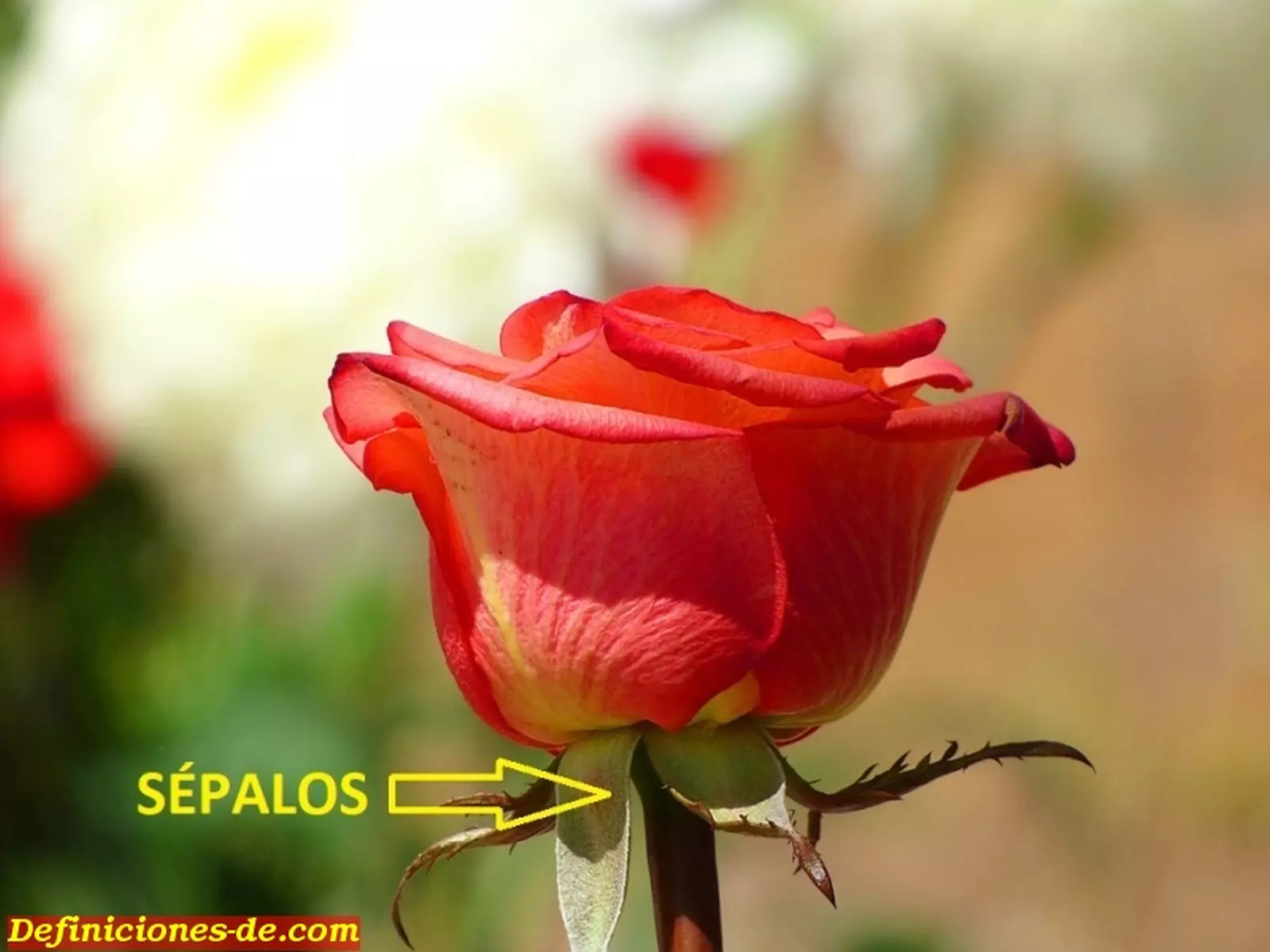 Significado de «sépalo»