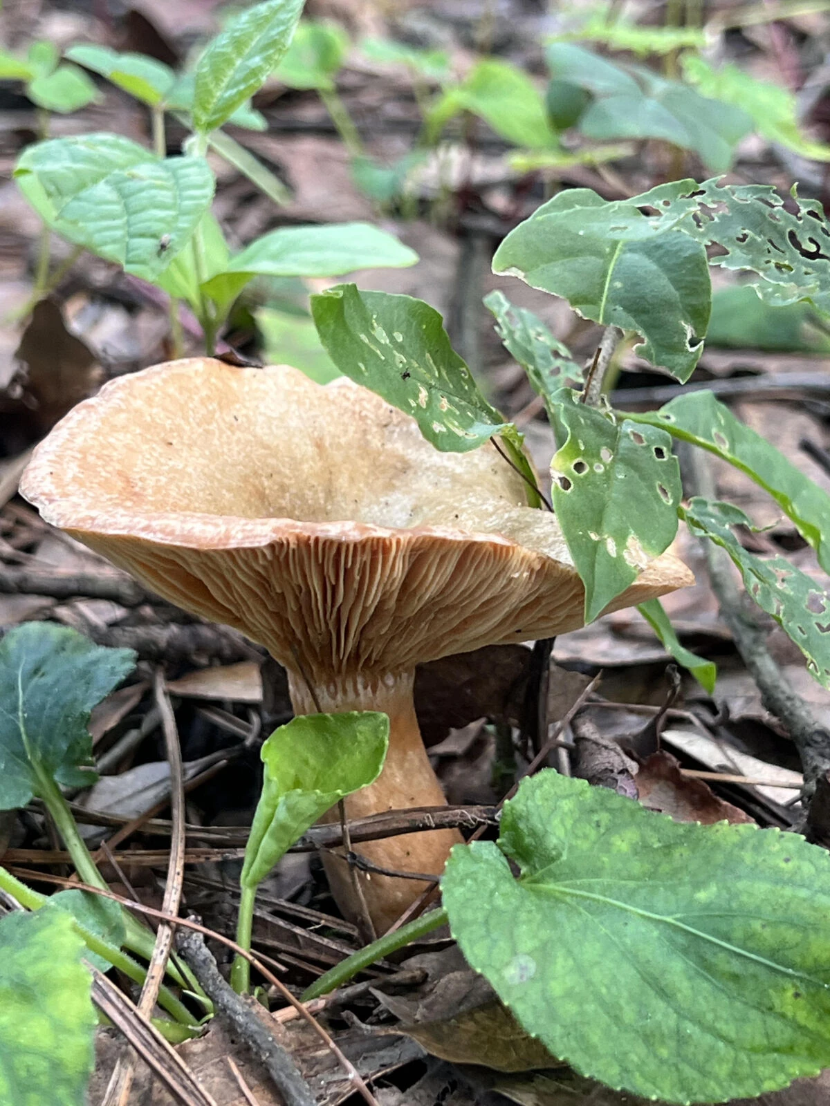 Significado de «seta»