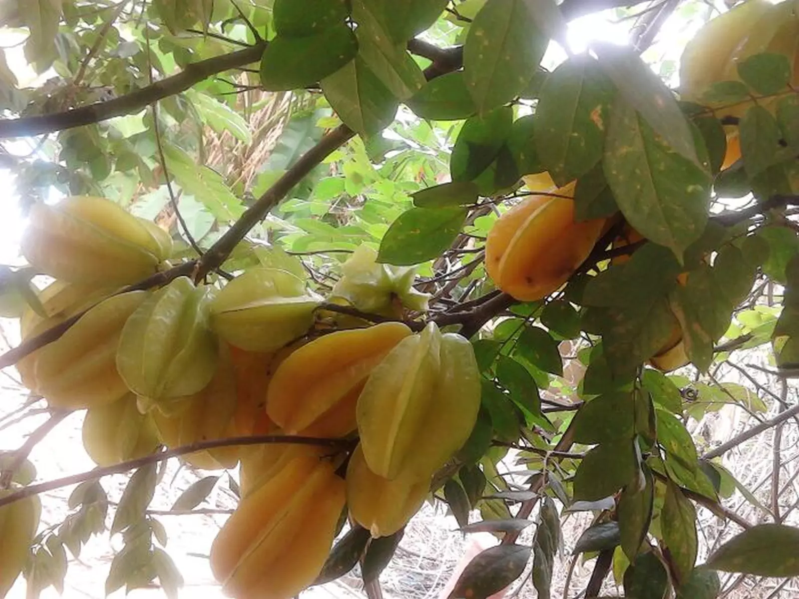 Significado de «torombolo (torombola)»