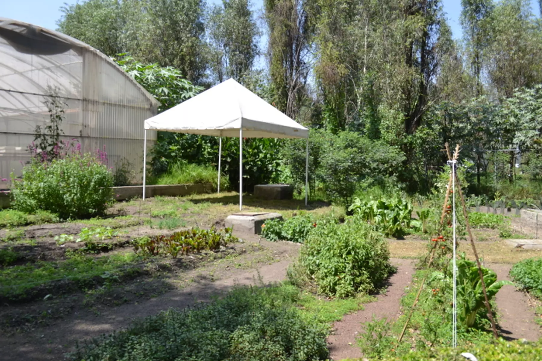 Significado de «traspatio»