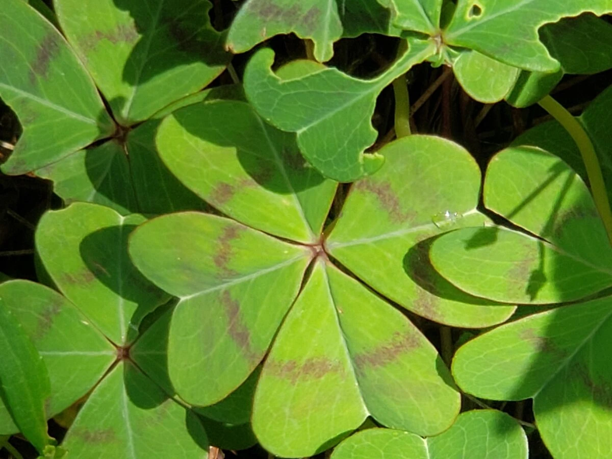 Significado de «trébol»