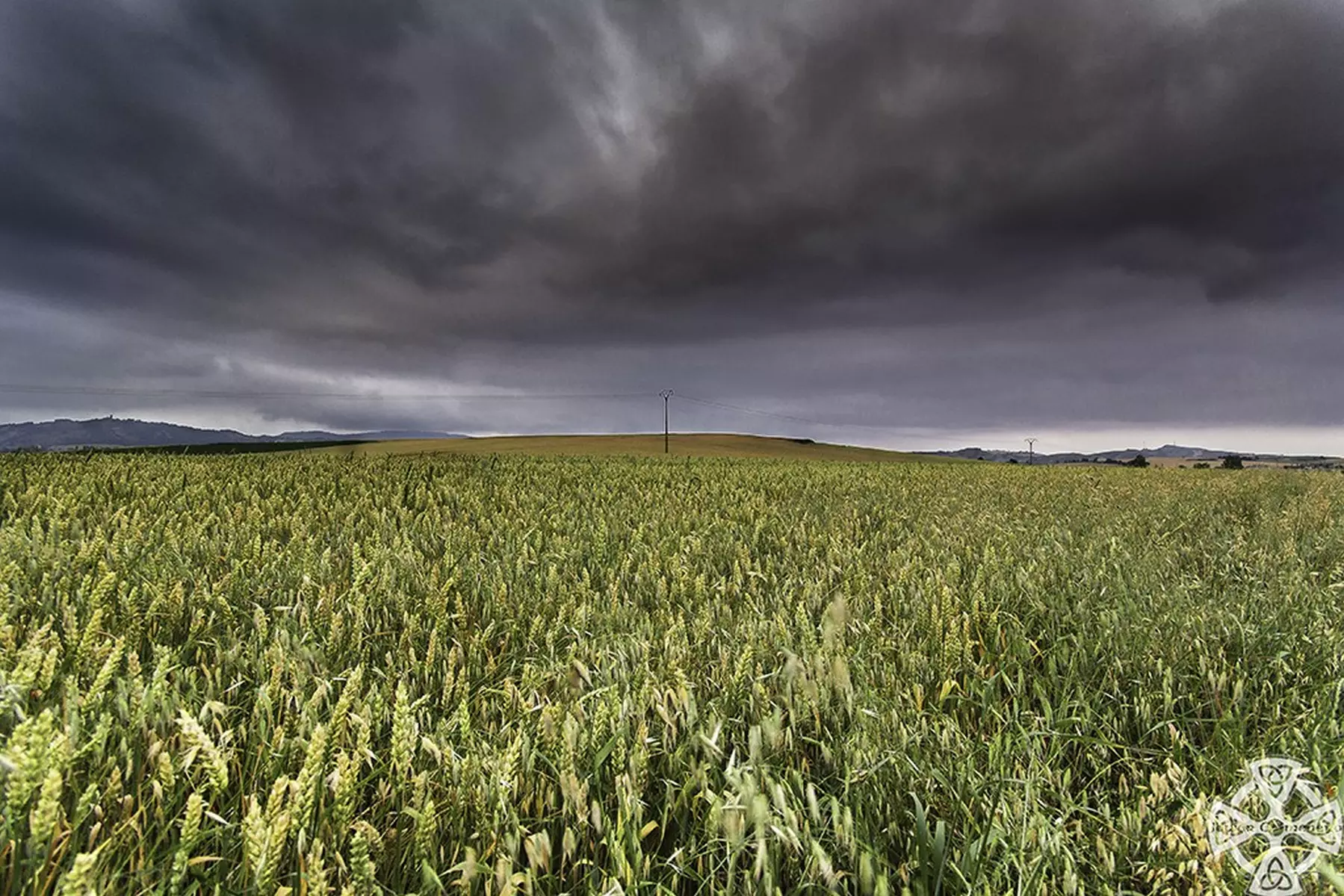 Significado de «trigal»