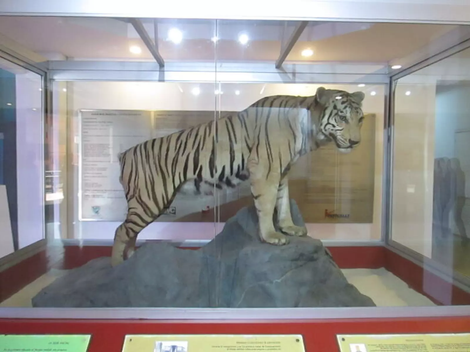 Significado de «truncho (truncha)»