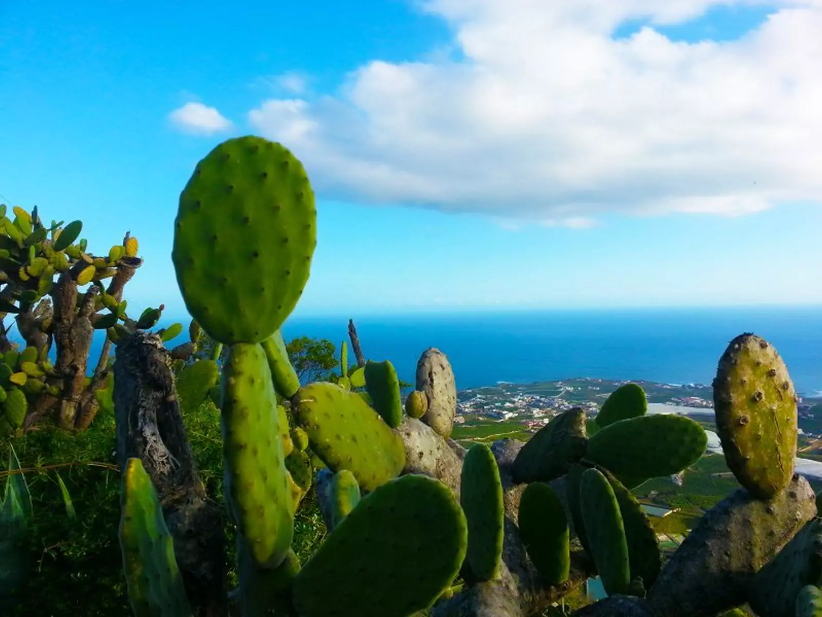 Significado de «tunal»