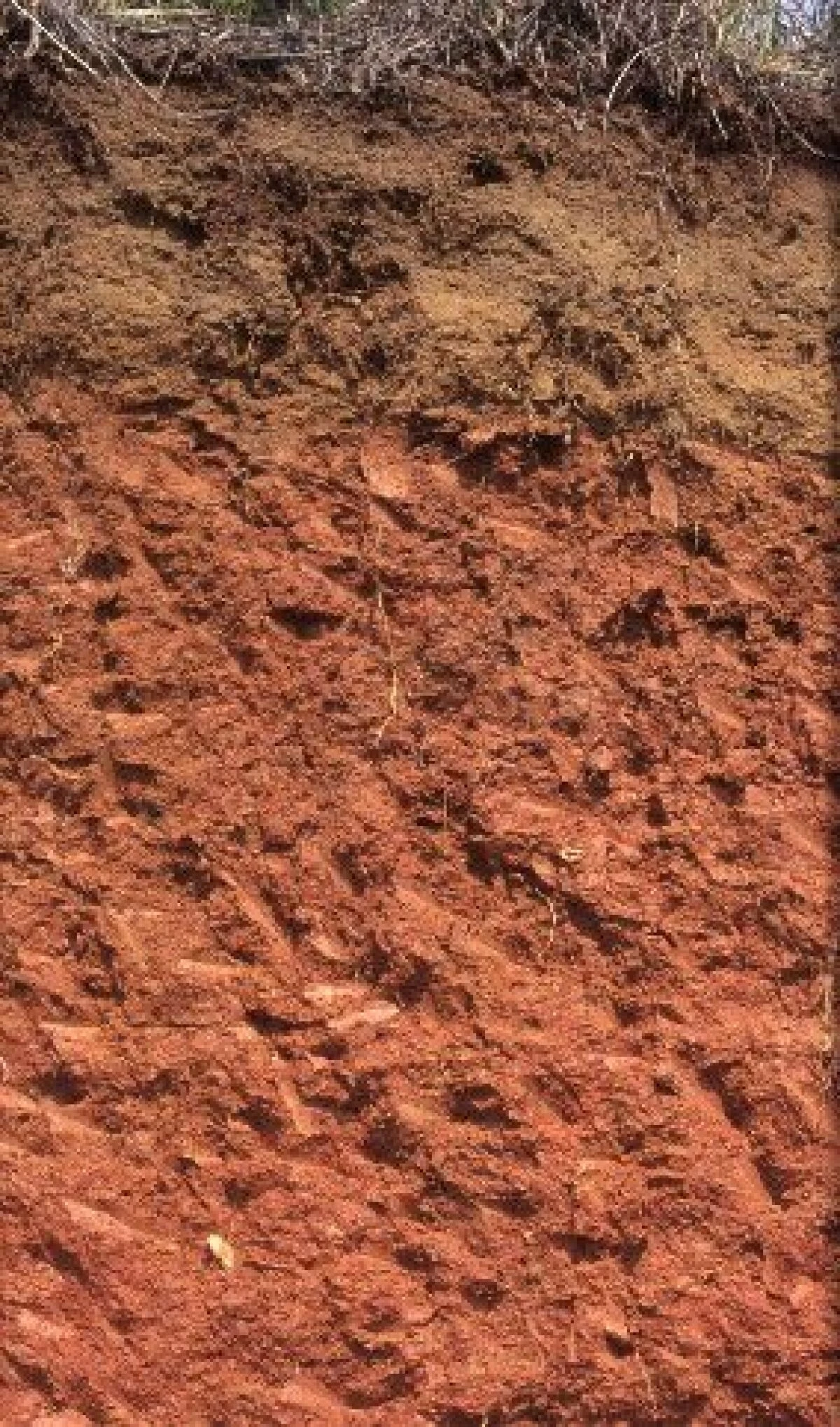 Significado de «ultisol»