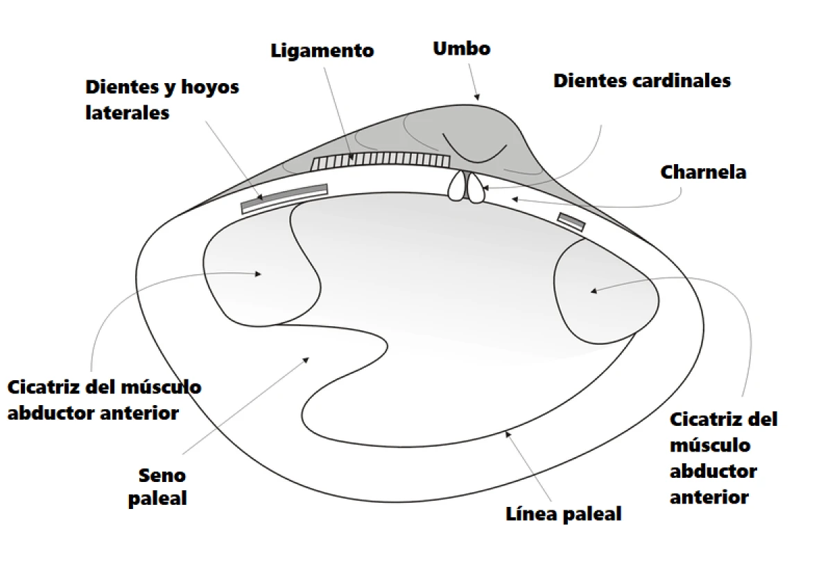 Significado de «charnela»