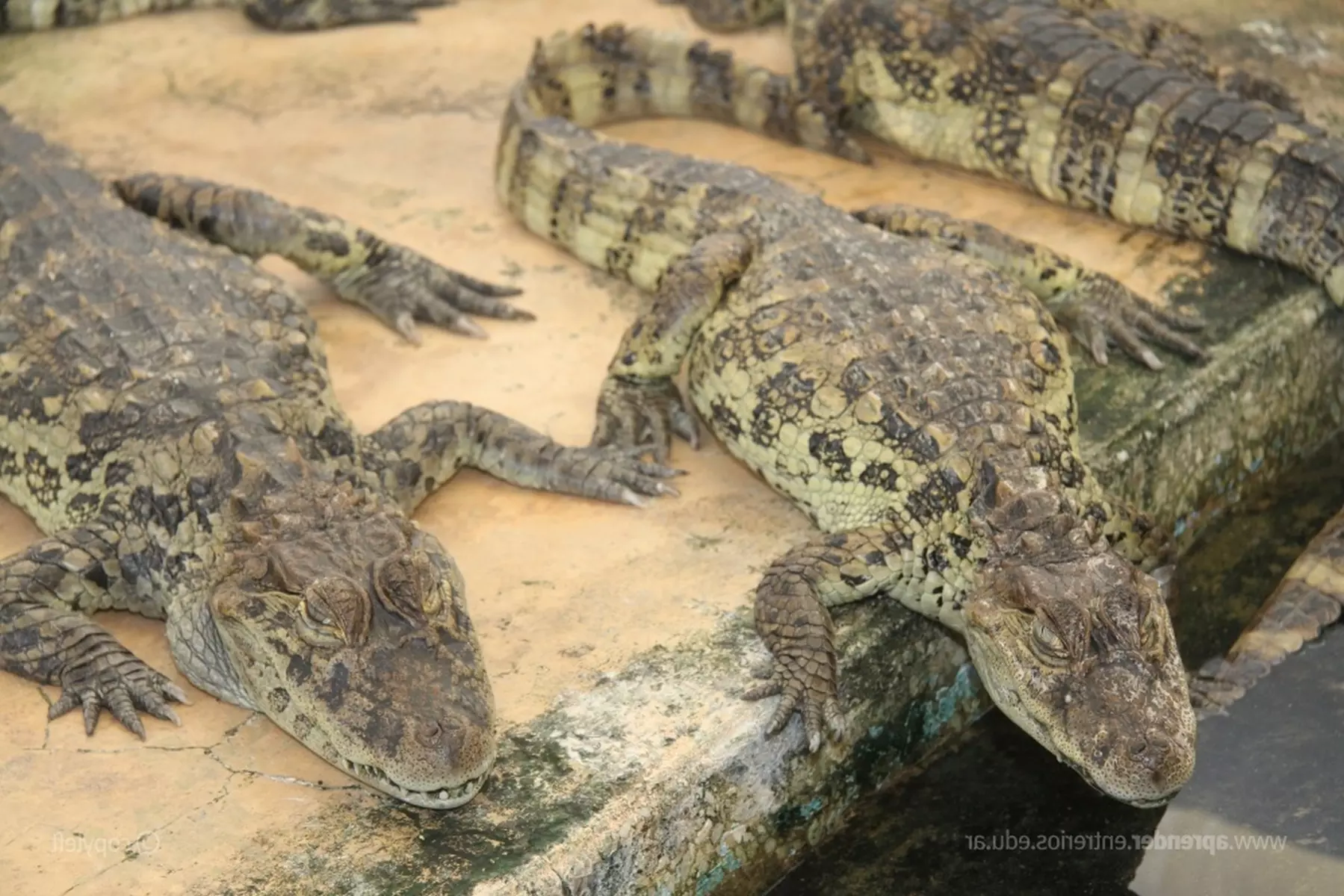 Significado de «yacaré»